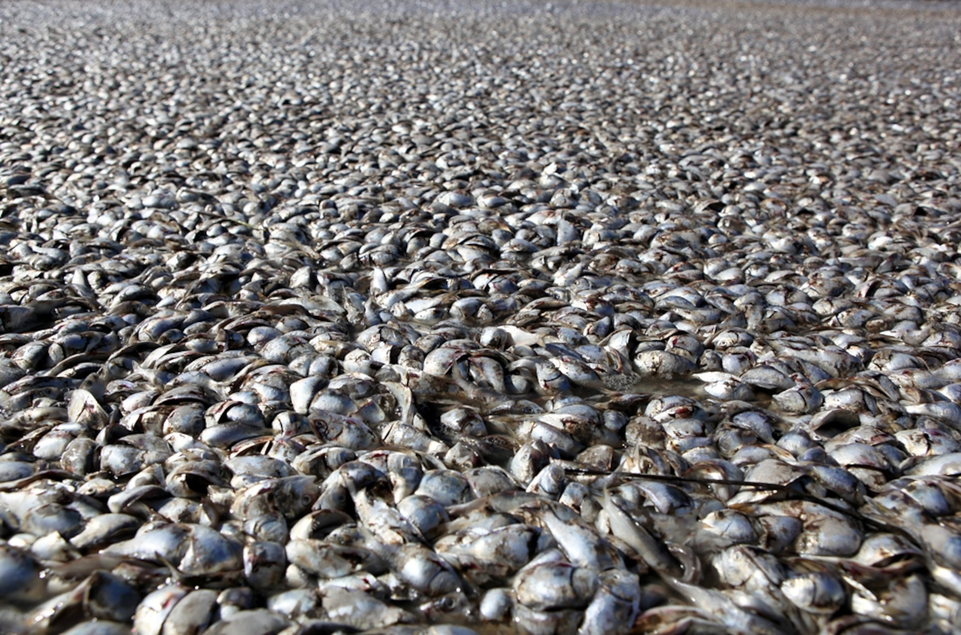 Pictures: Fish Suffocated in Giant Louisiana Die-off | National Geographic