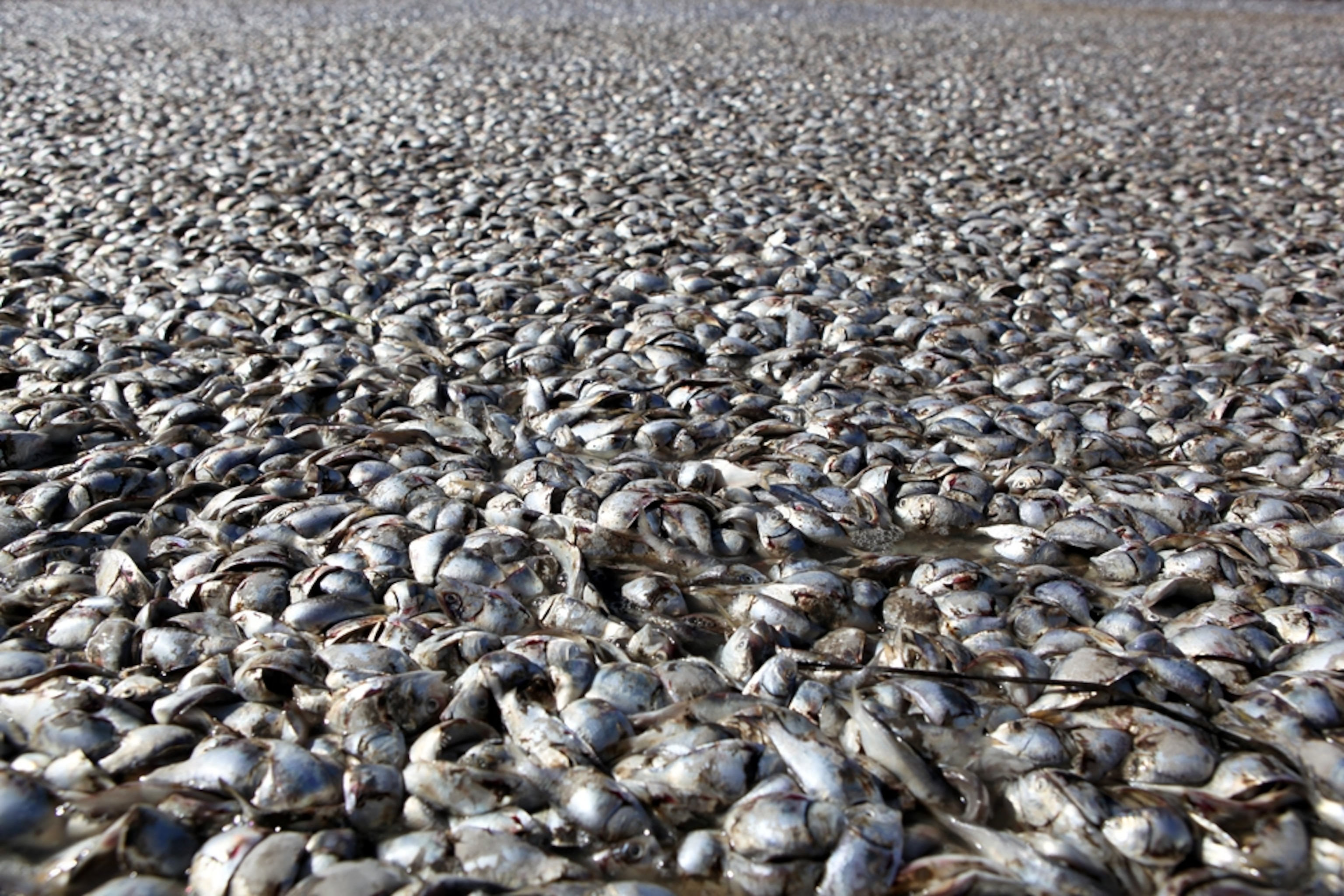 Pictures: Fish Suffocated in Giant Louisiana Die-off