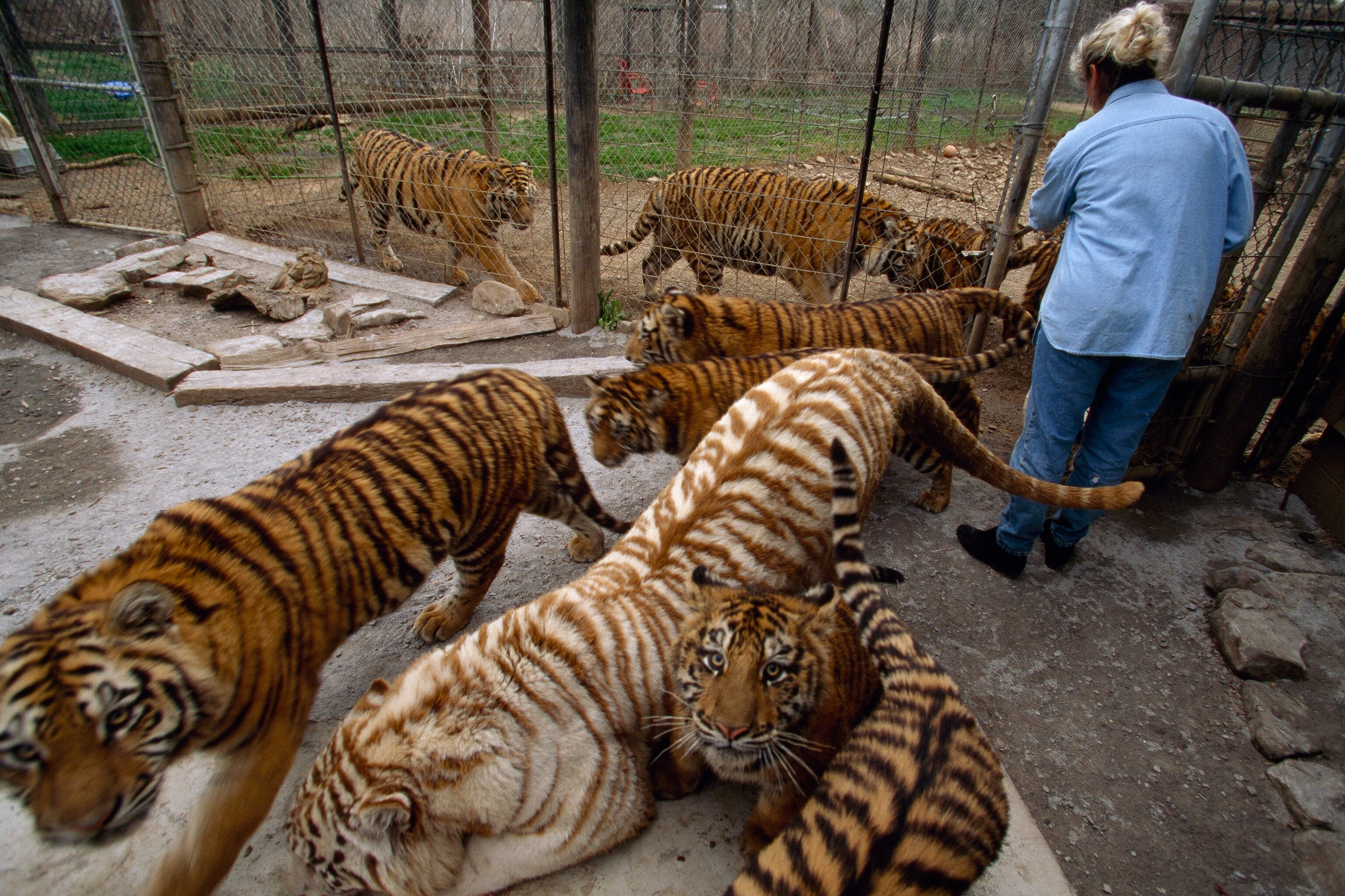 Found: An Unusually Large House Cat