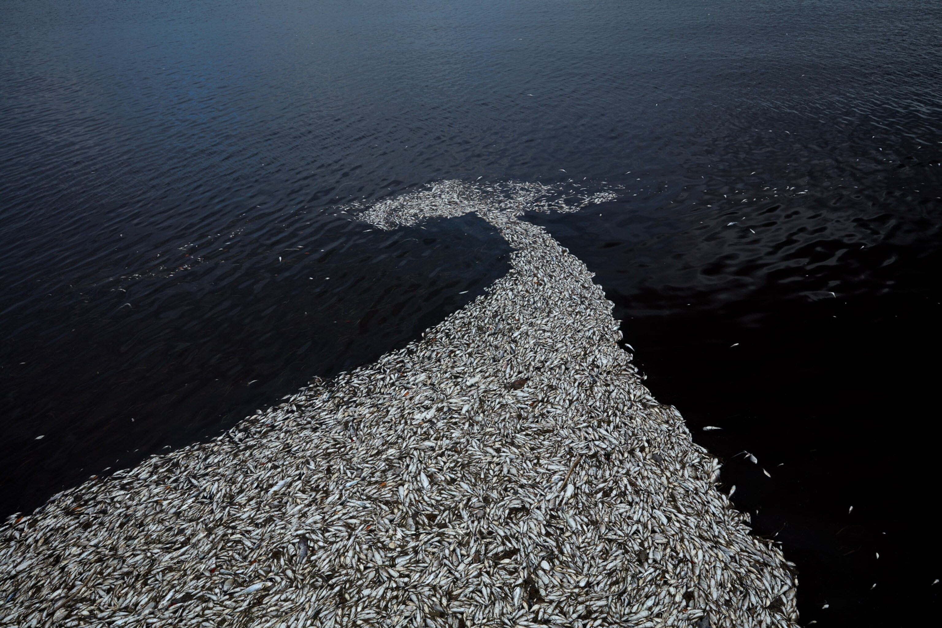 Red Tide Is Devastating Florida's Sea Life. Are Humans to Blame?
