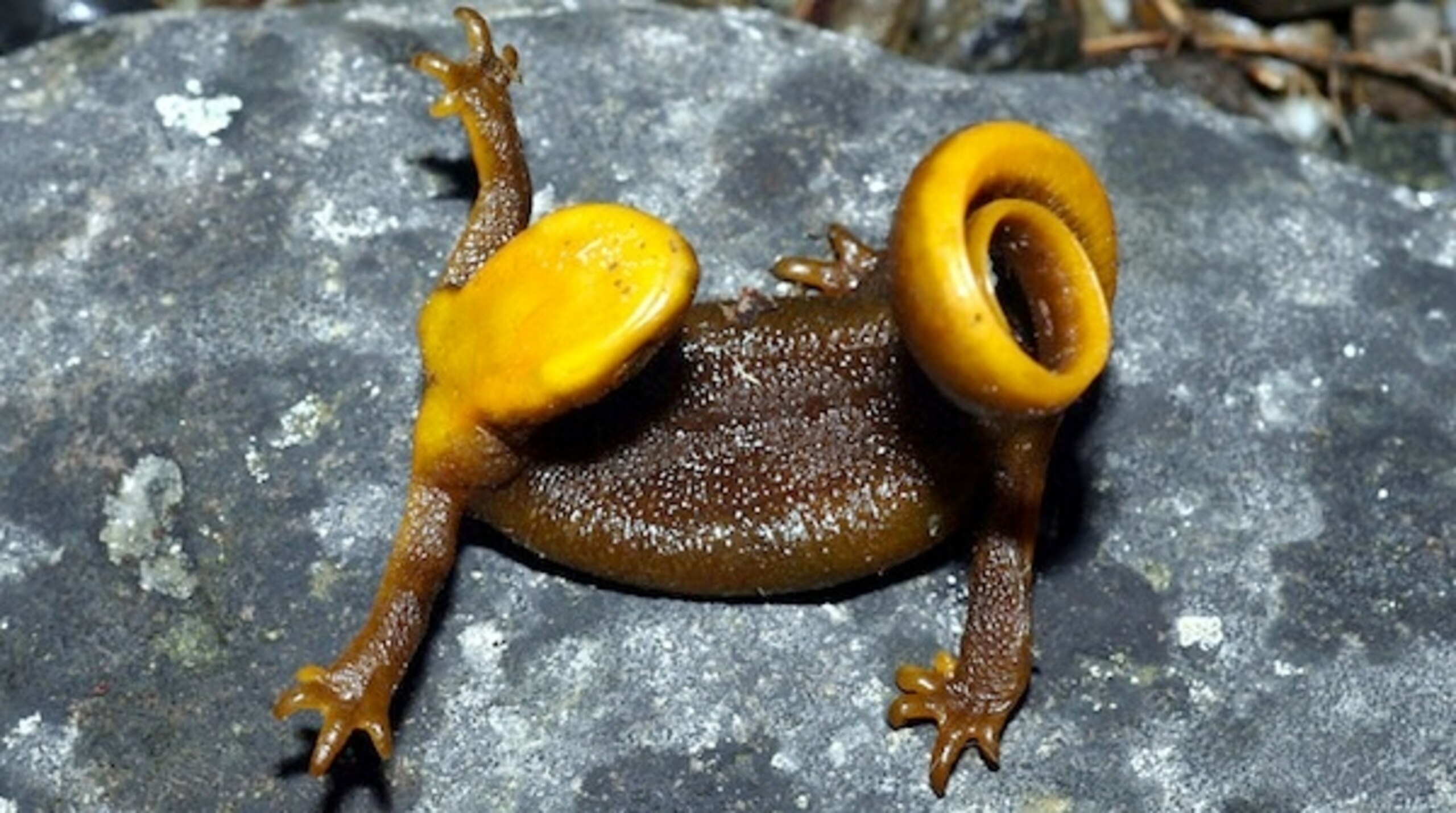 Newt S Toxic Newt!