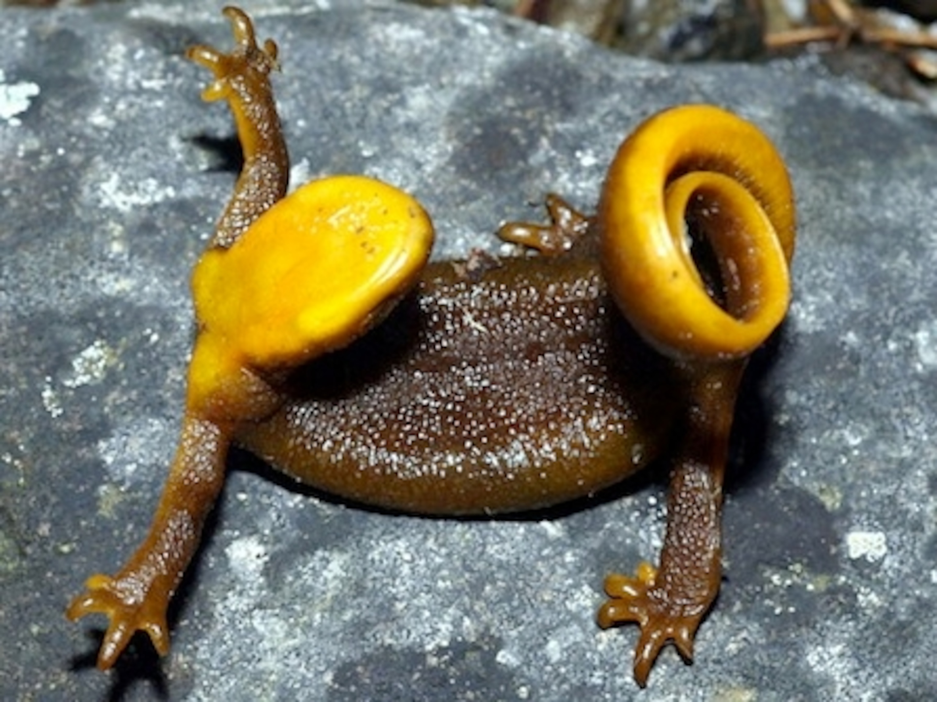 Fire Belly Newt Eggs
