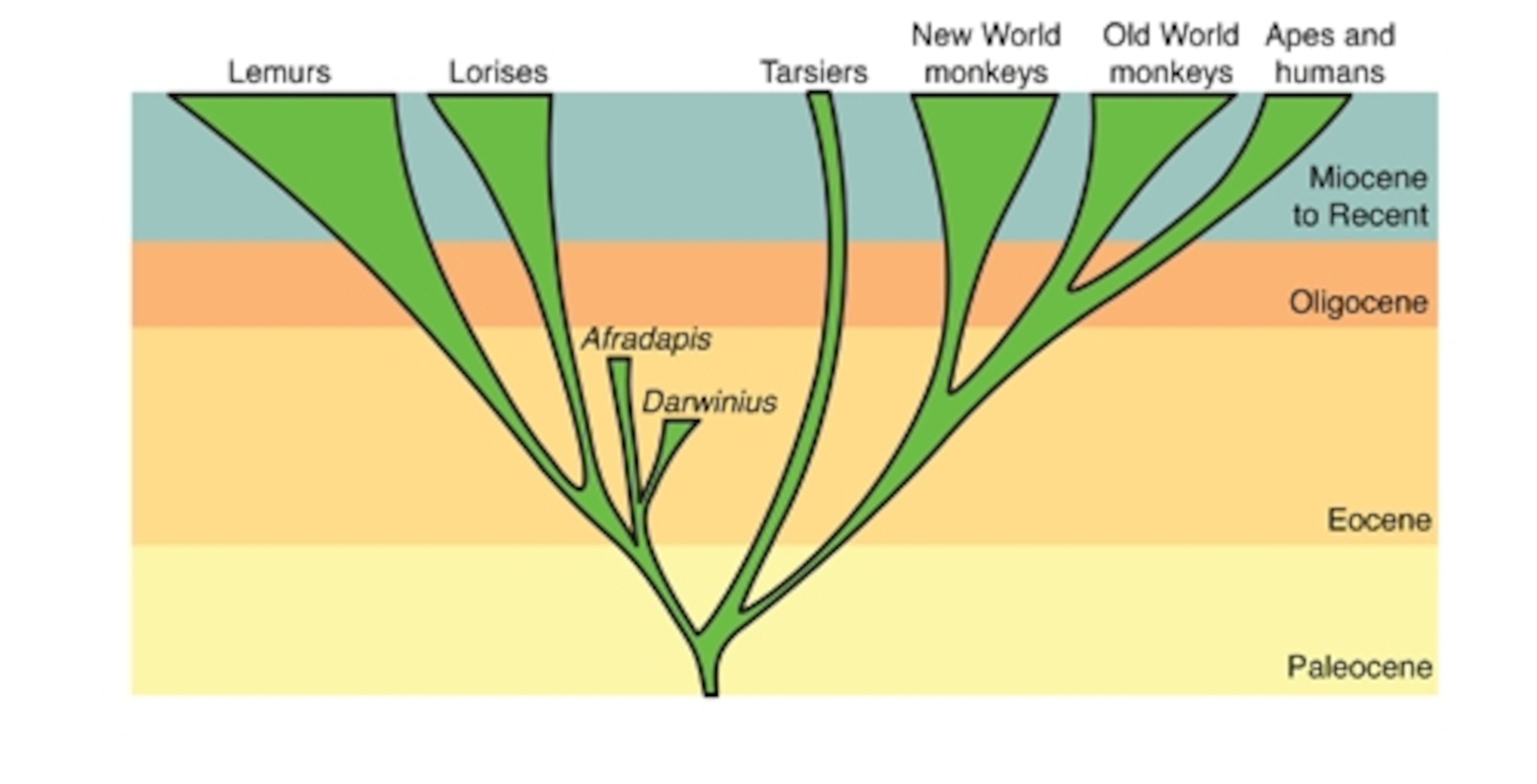 Breaking the Link – Darwinius revealed as ancestor of nothing ...