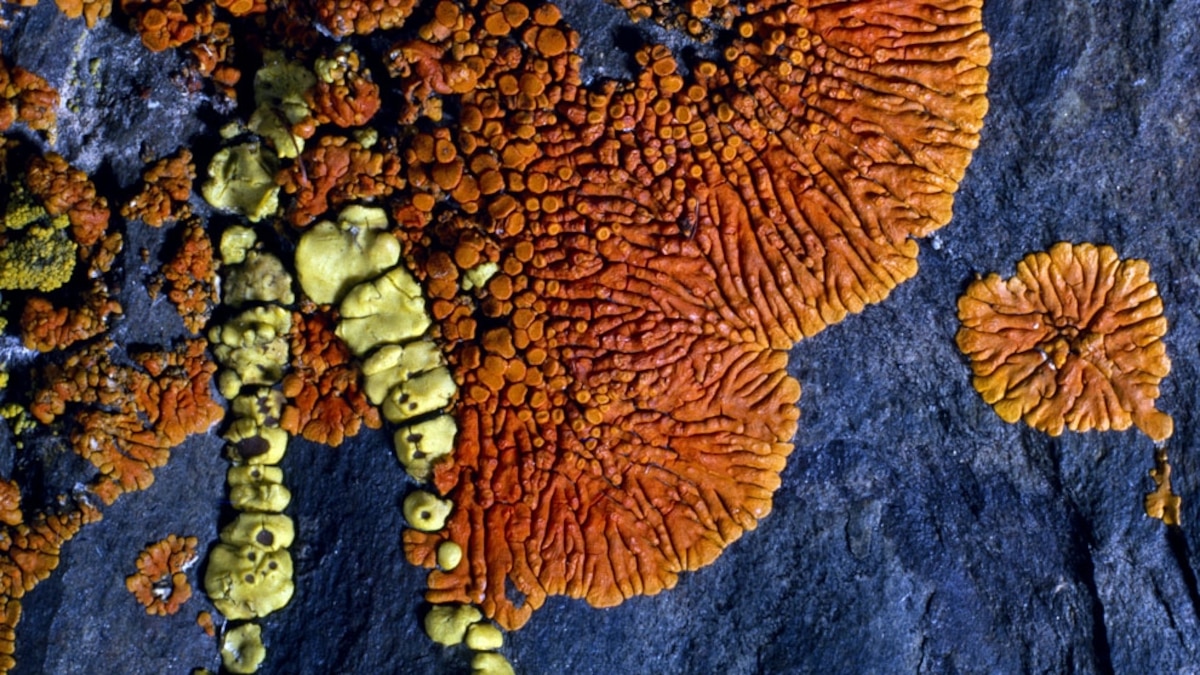 Lava Photos, Rock Pictures, Volcano Photos, Gallery, Wallpapers ...