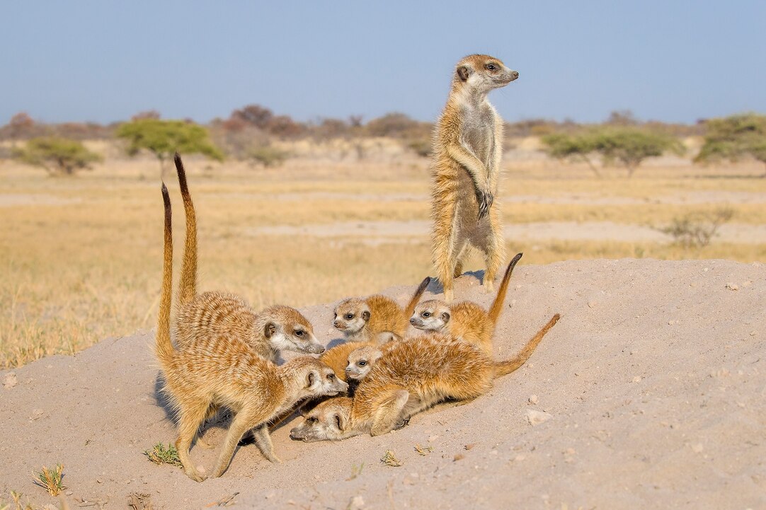 Moderate Climate Animals