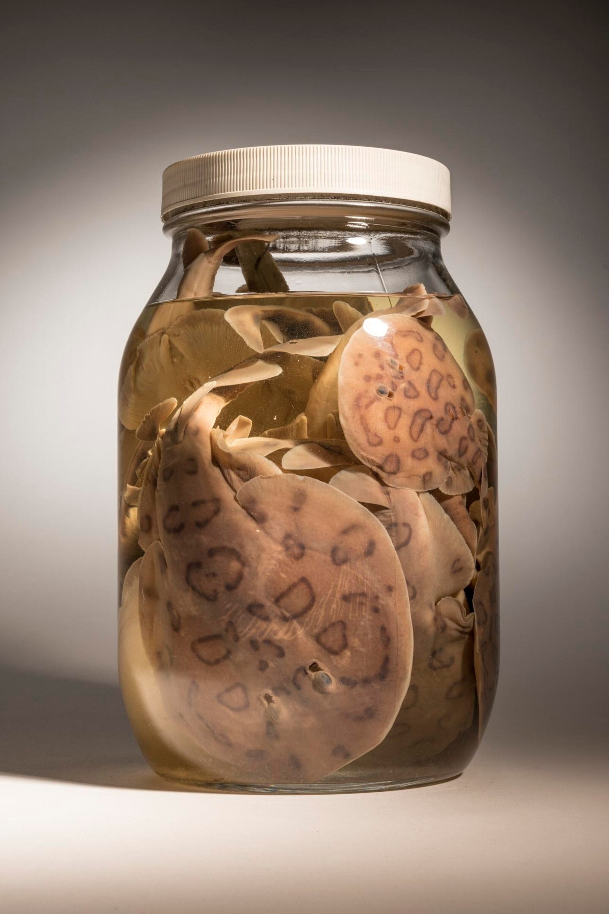 These surreal jarred fish tell an urgent story of extinction