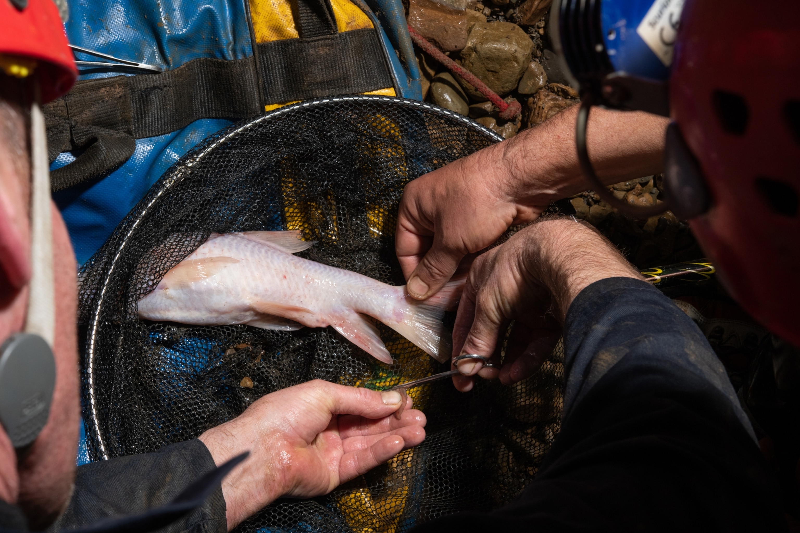 World’s largest cave fish discovered in India