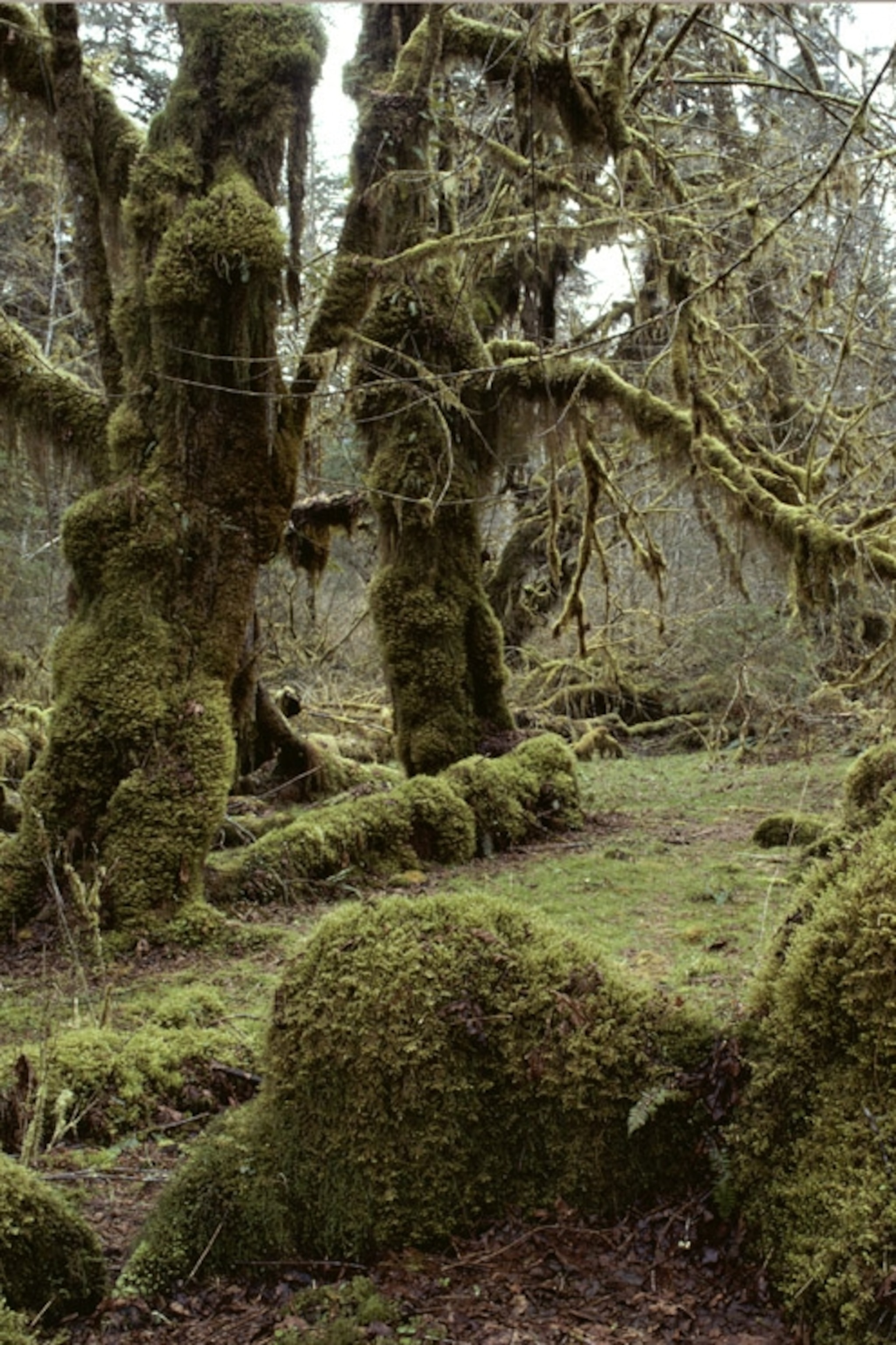 Temperate Rainforest Biome Map