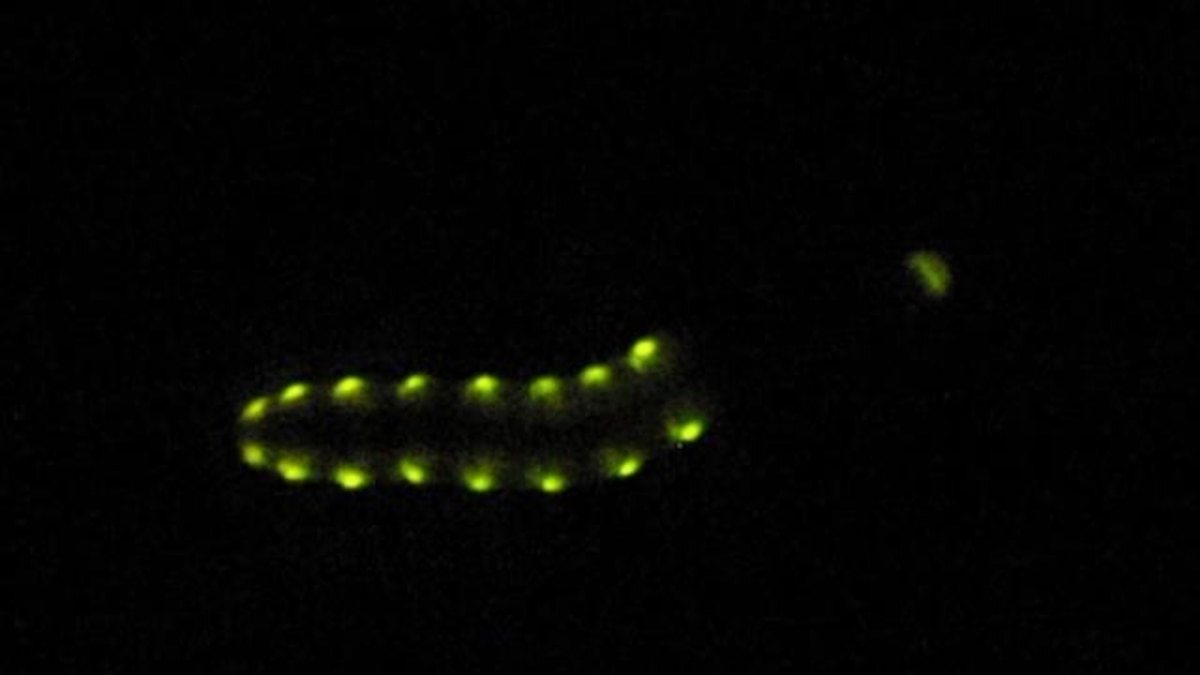 Night Lights: Railroad Worms, Comb Jellies, and Other Living Fireworks