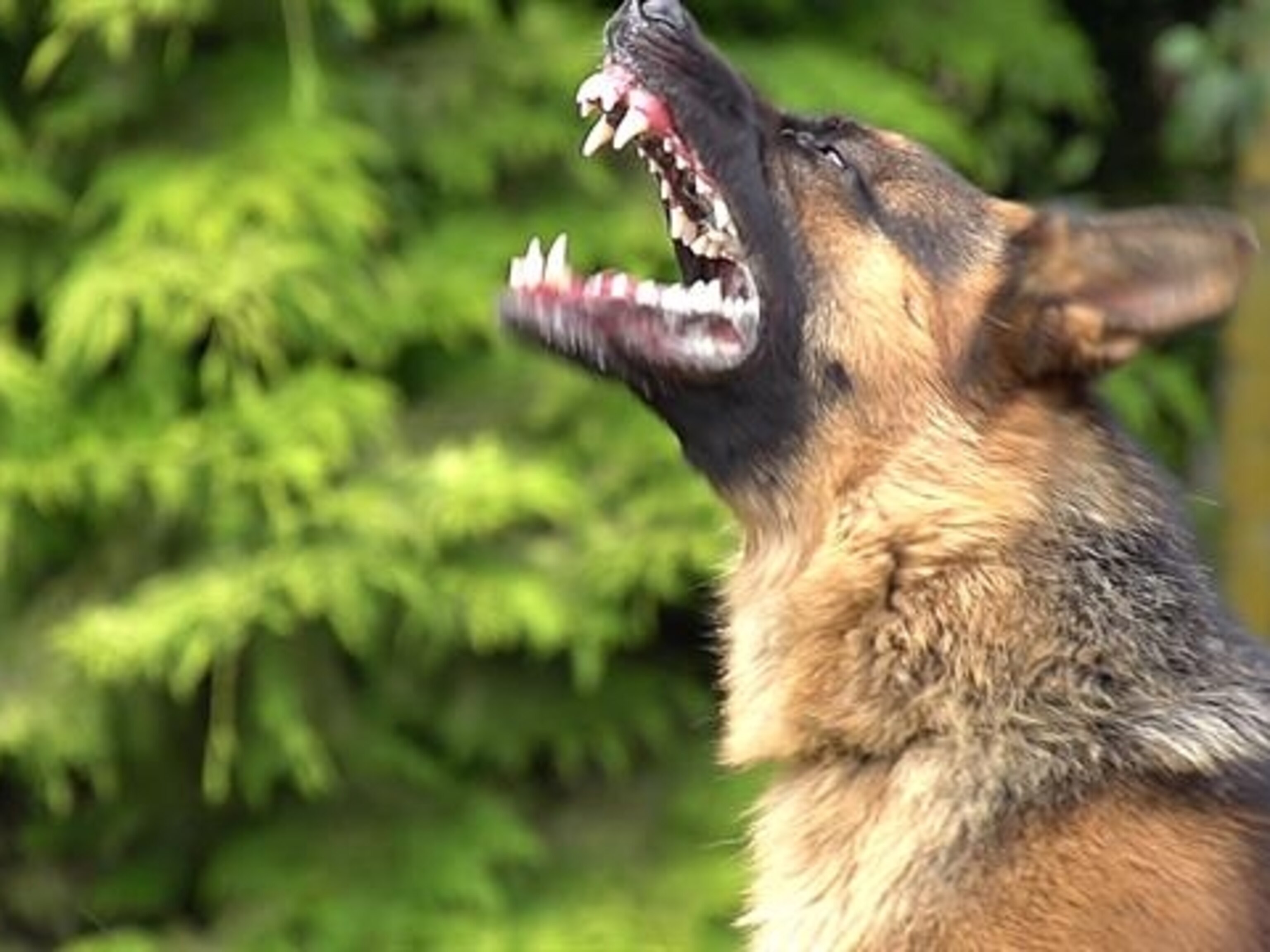 Animal Aggression
