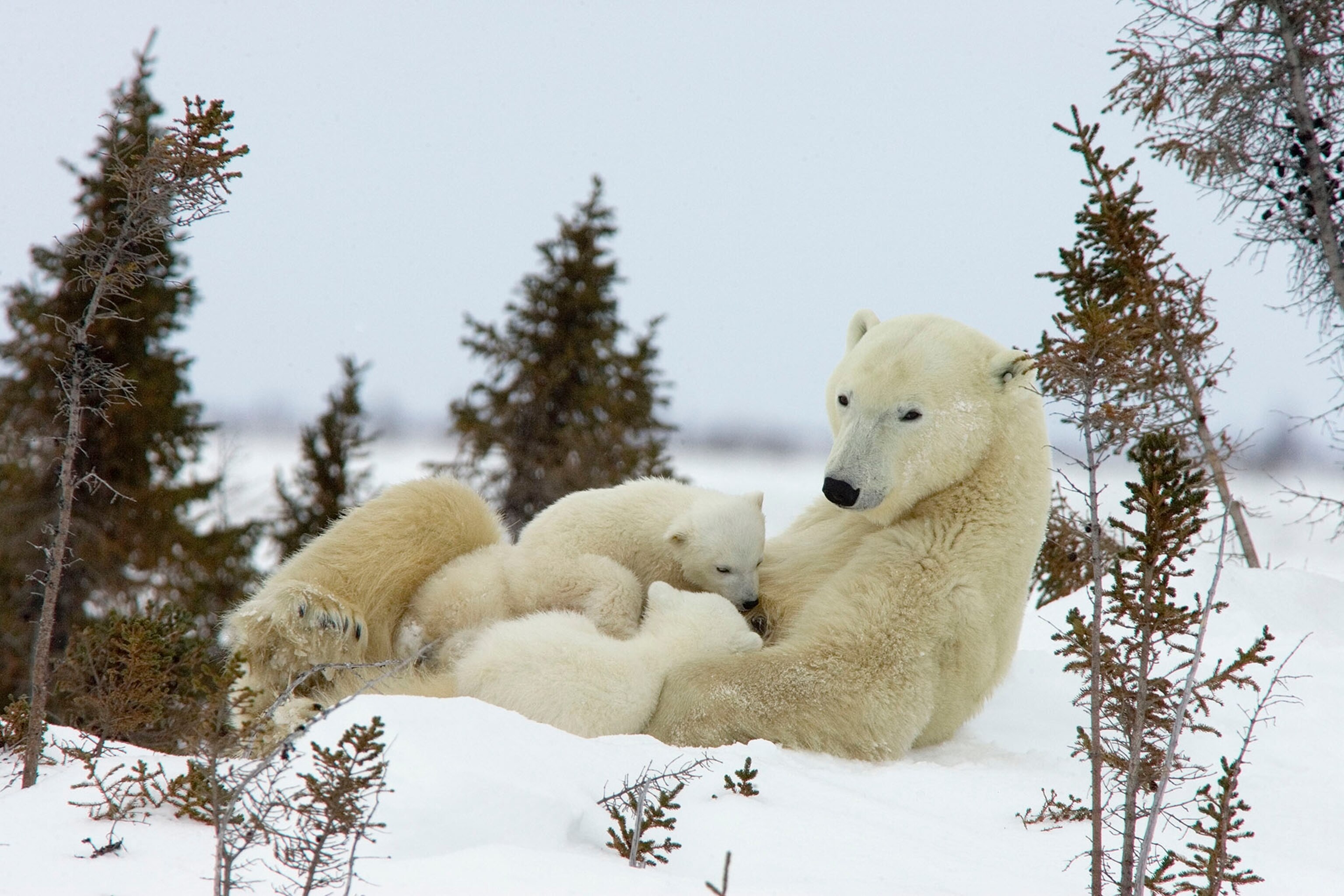 30 Unforgettably Sweet Moments Between Animal Moms and Babies