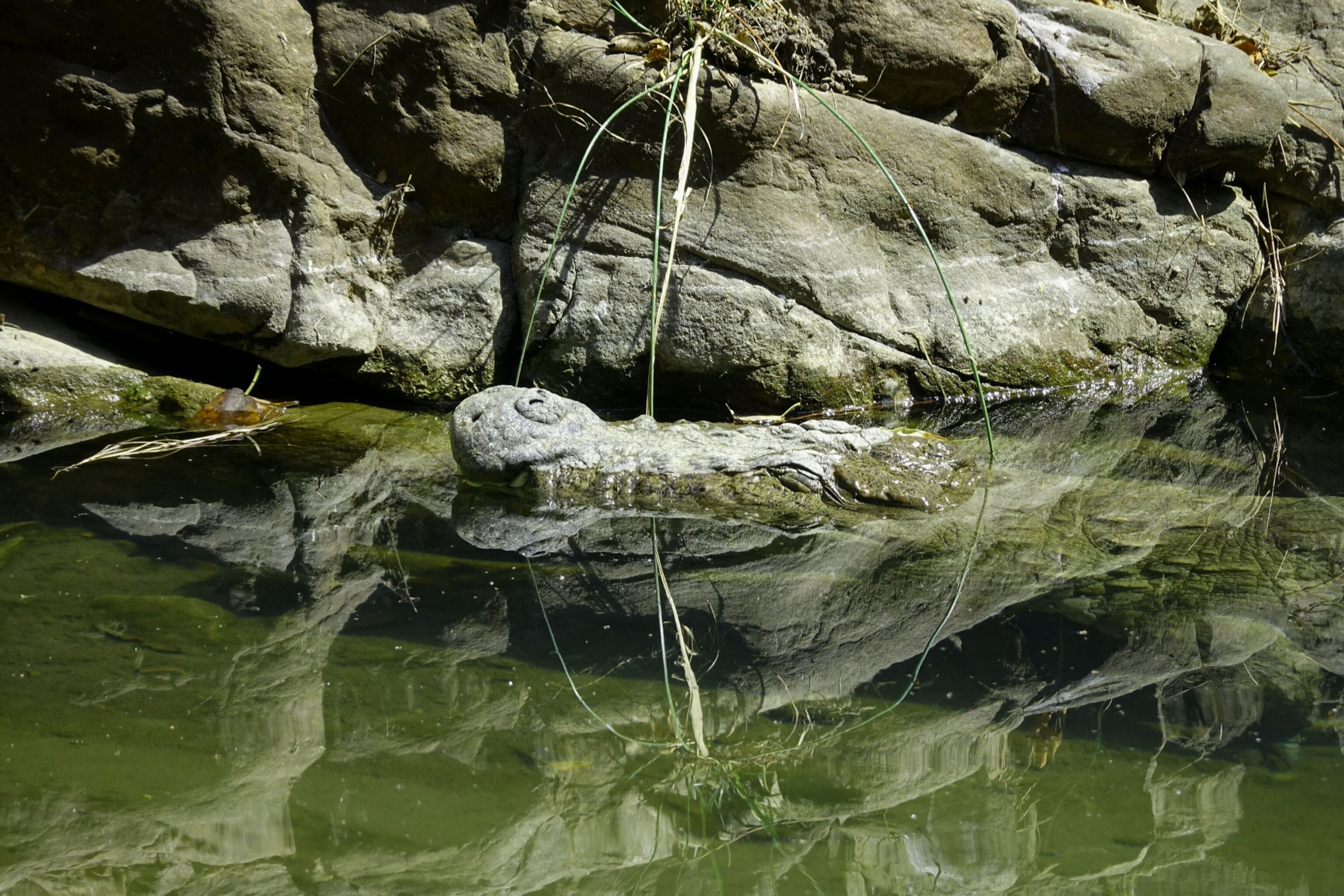 Masters of Deception: 5 Two-Faced Species