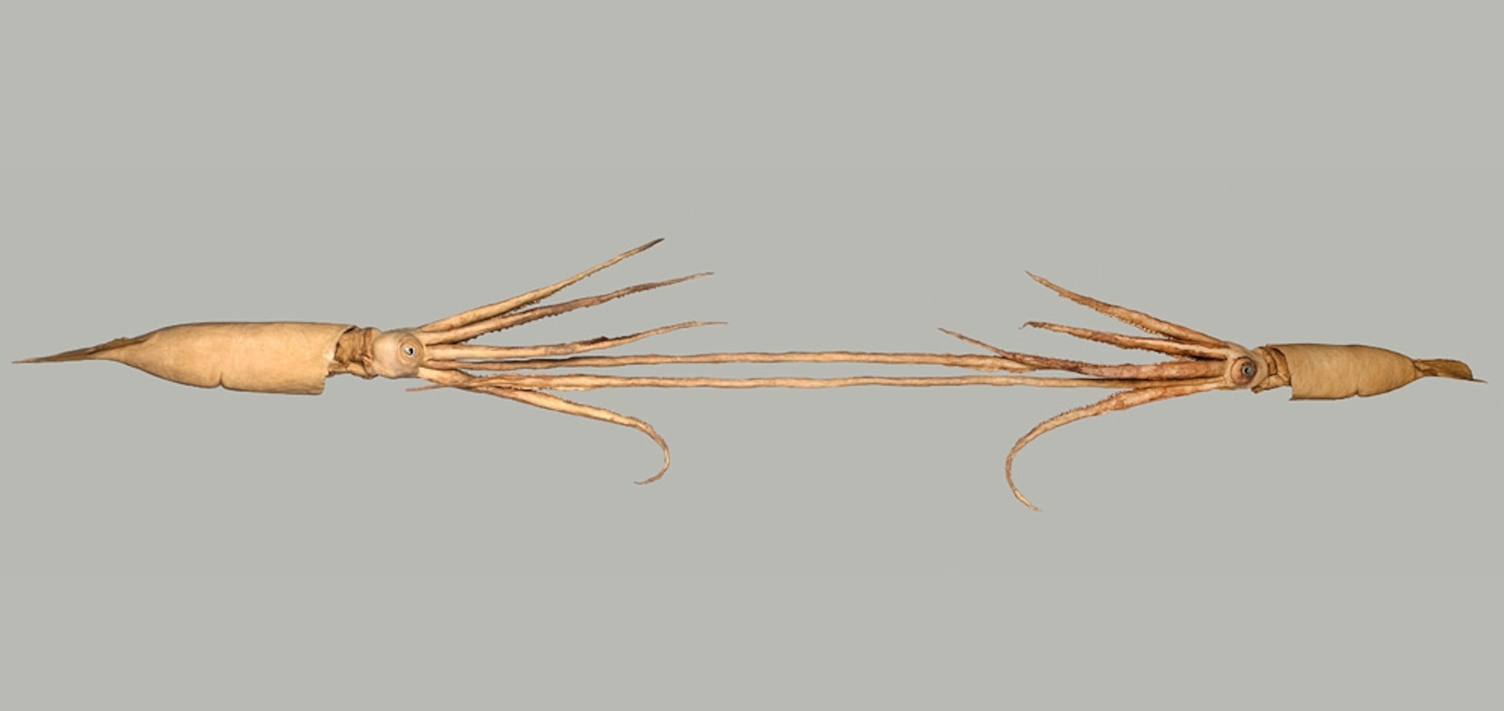 Pictures: Giant Squid Get Extreme Plastic Surgery | National Geographic