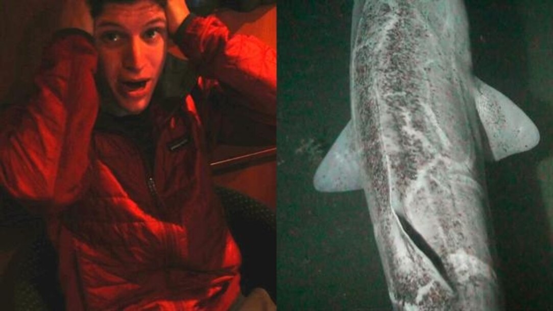 Black Ghost Shark