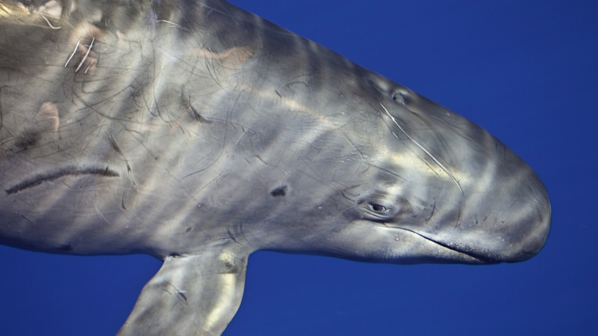 Whales Have Sonar "Beam" for Targeting Prey | National Geographic