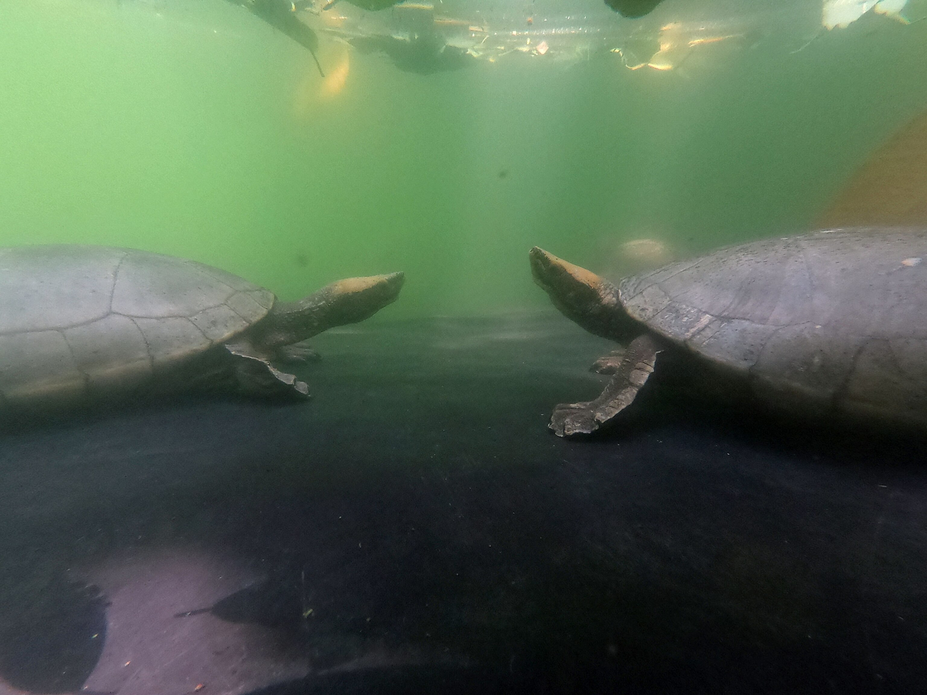 They move in herds? A surprising discovery upends what we know about ...