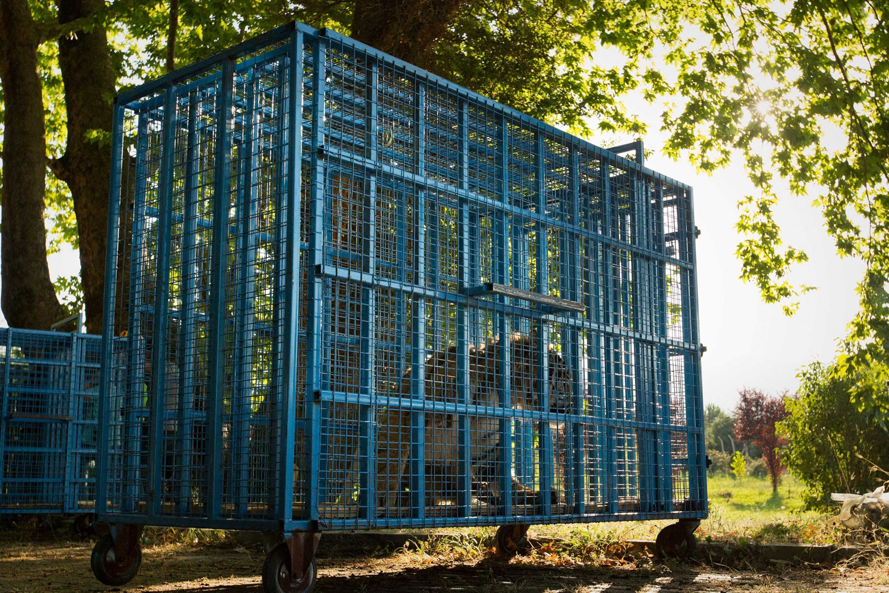 How Syrian Zoo Animals Were Rescued from War-Ravaged Aleppo