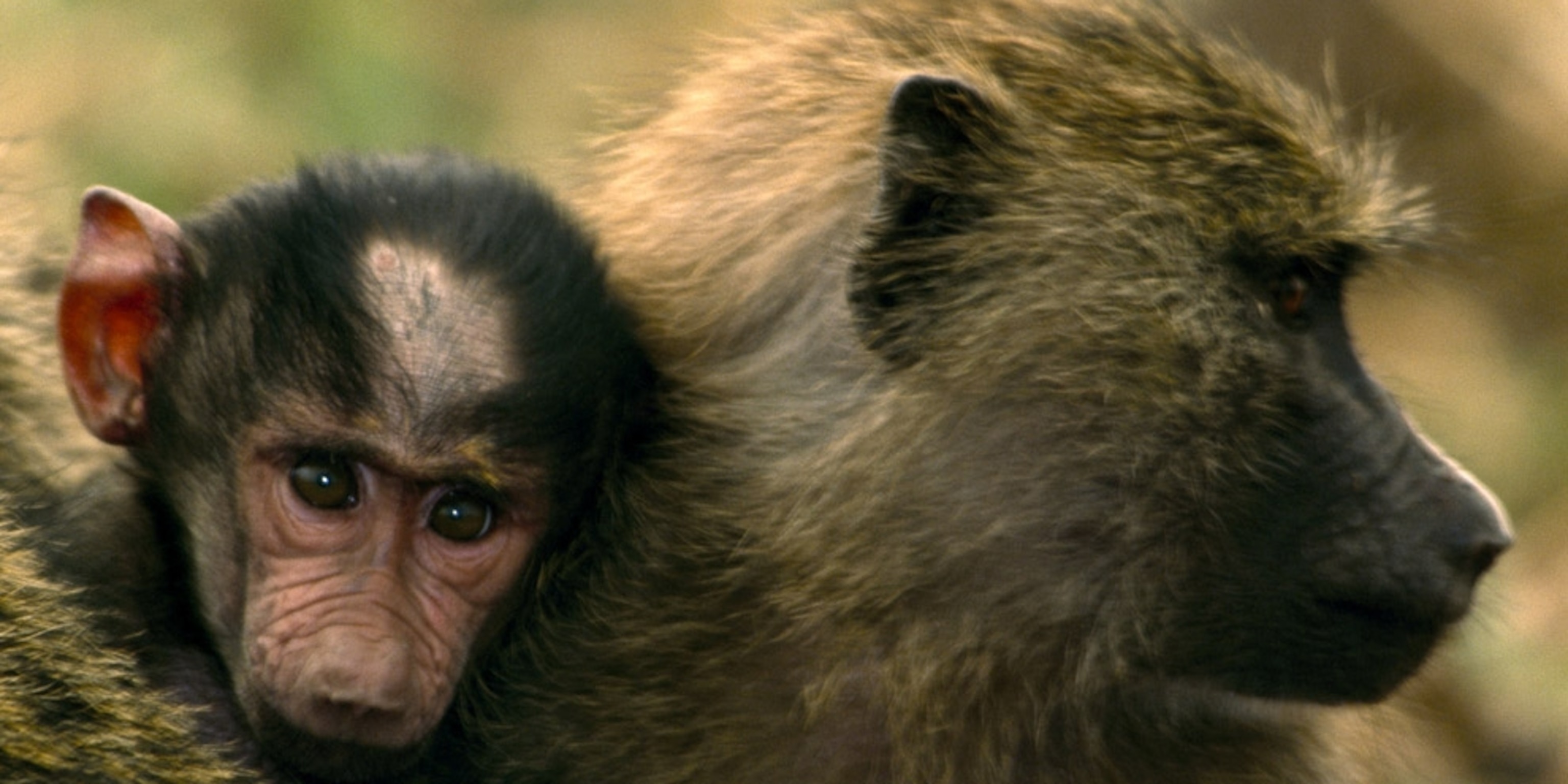 National Geographic Humanzee