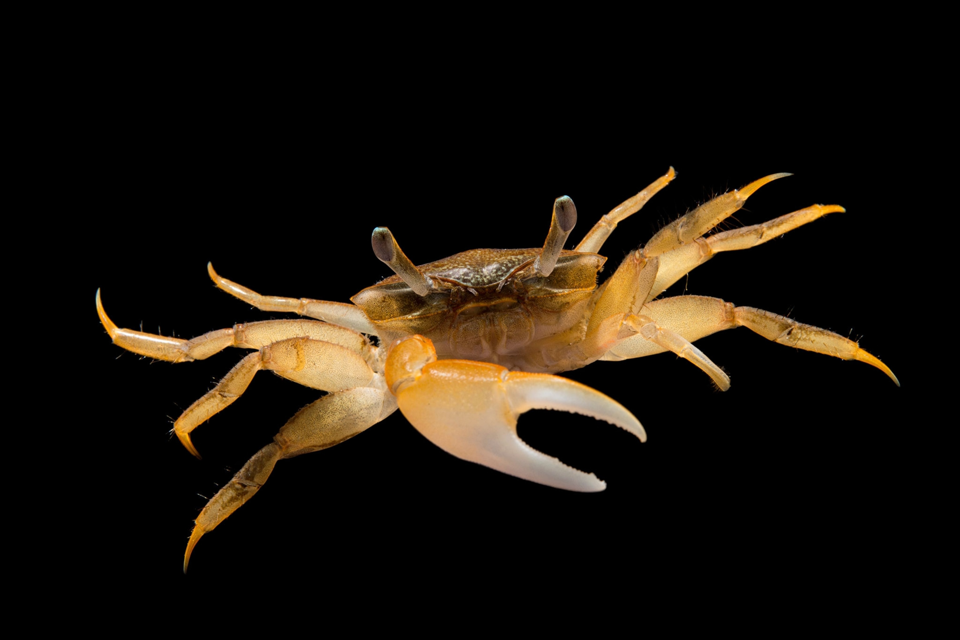 See Crabs That Decorate Themselves With Style