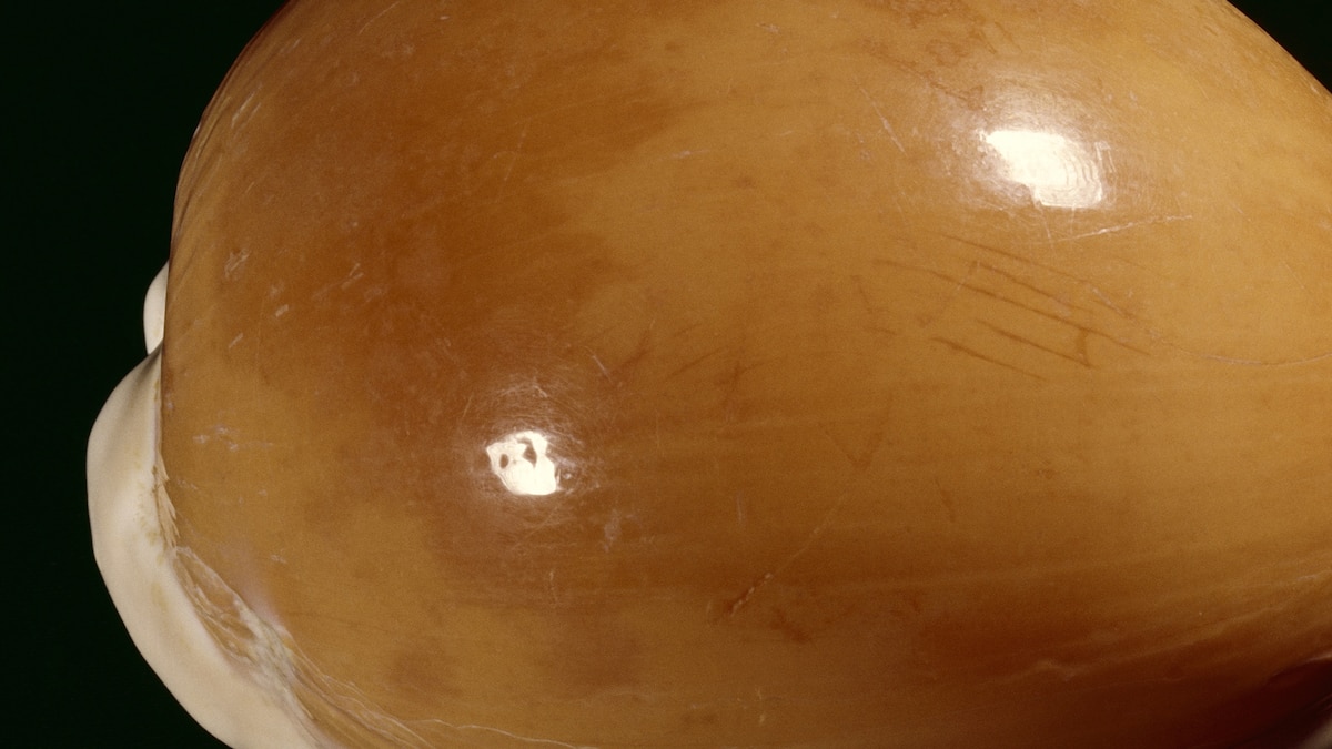 Golden Cowrie | National Geographic | National Geographic