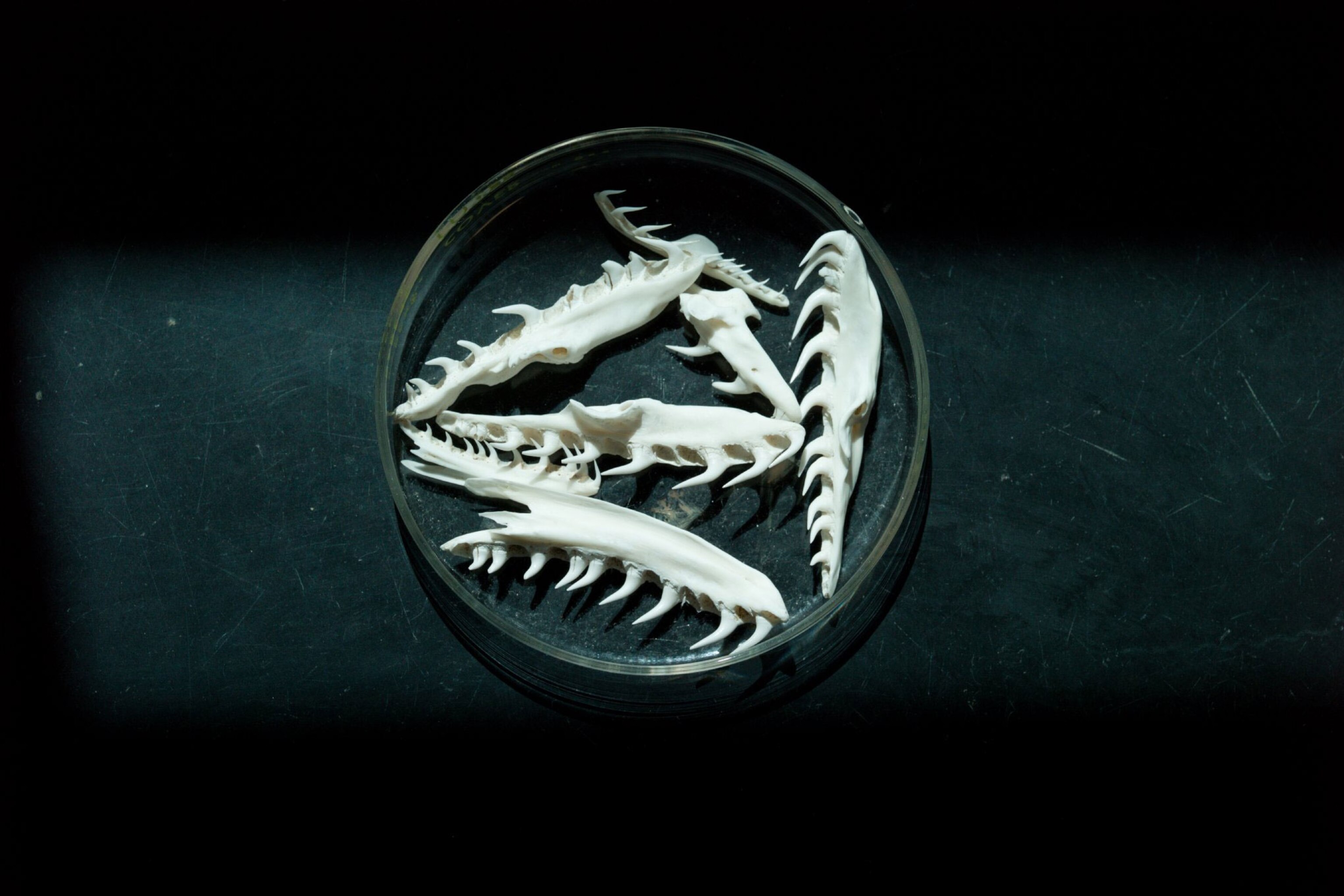 Florida’s largest-ever python has been found. Here’s the untold story ...