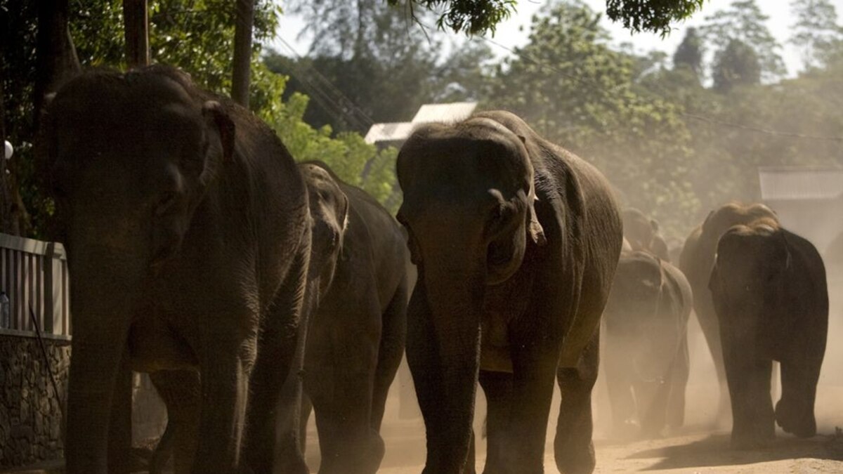 T. Rex Plodded Like an Elephant, Nerve Study Says | National Geographic