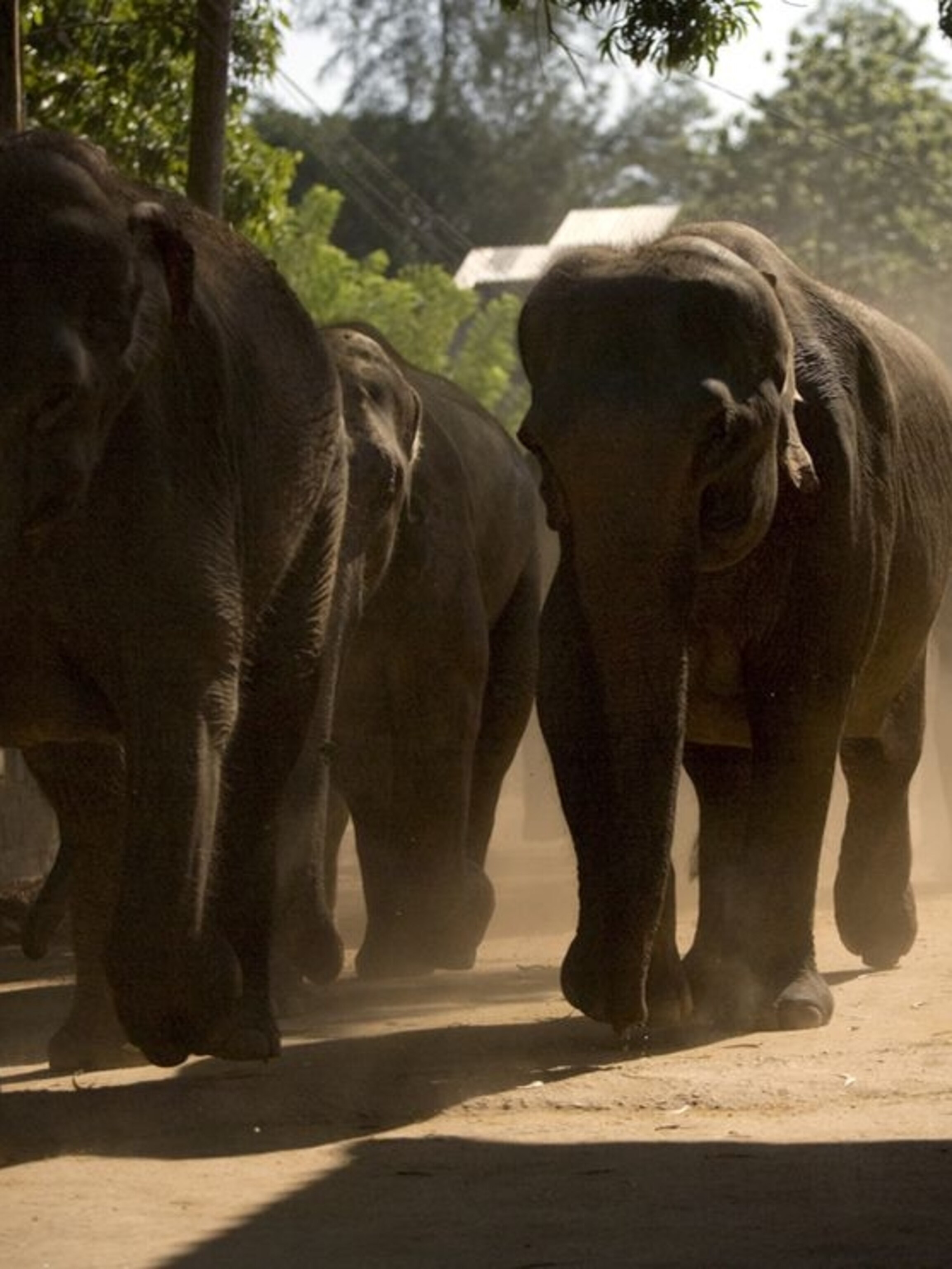 Ponderous Elephant