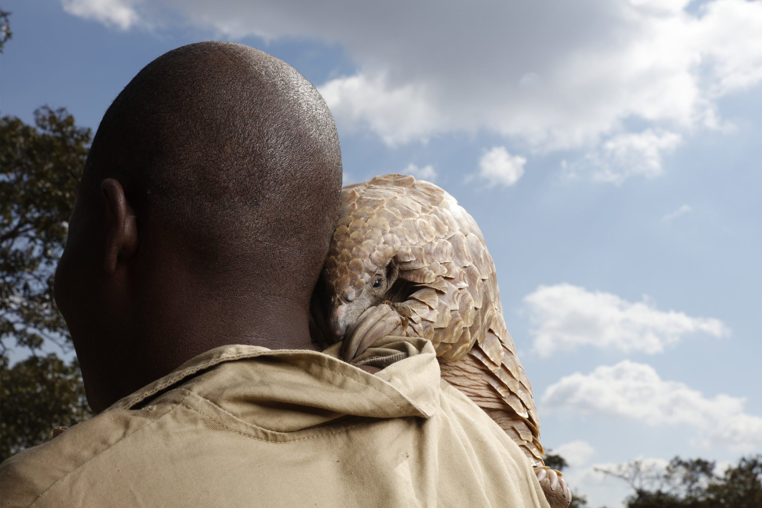 12 photos show the adorable pangolin in all its glory
