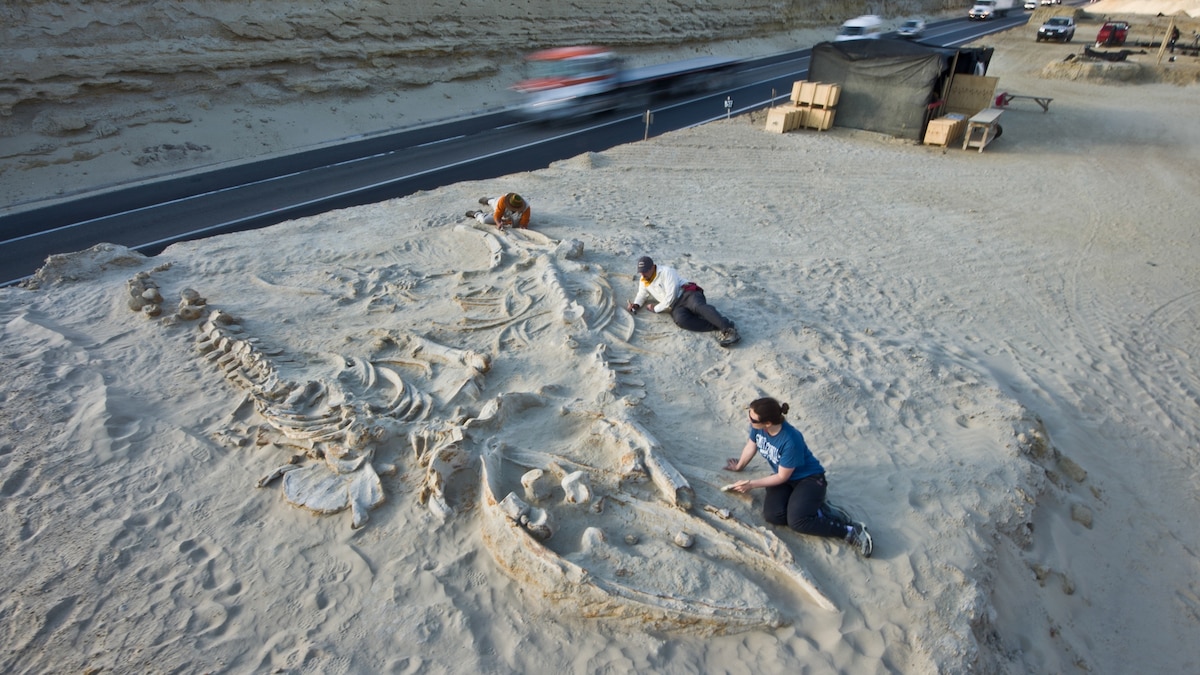 Tiny Algae Responsible for Mysterious Fossil Whale Graveyard ...