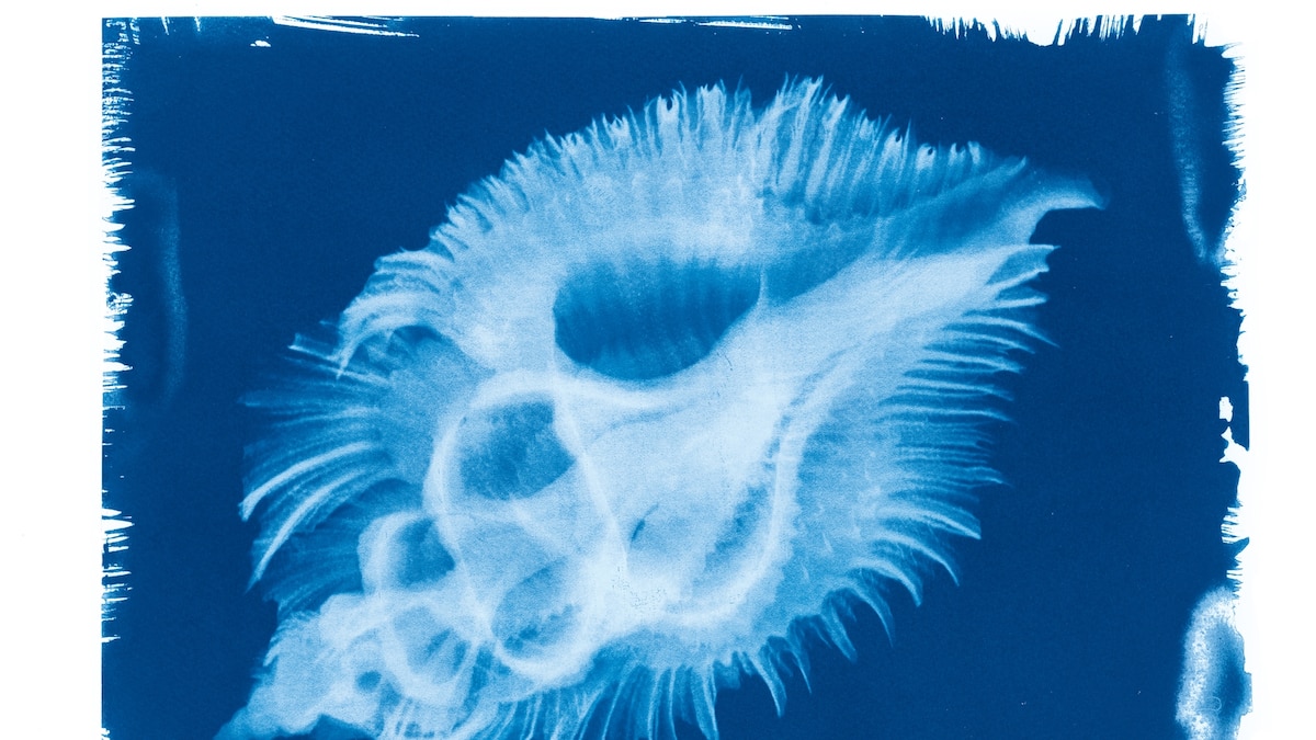 How do shells get their shapes? These are the forces behind their ...