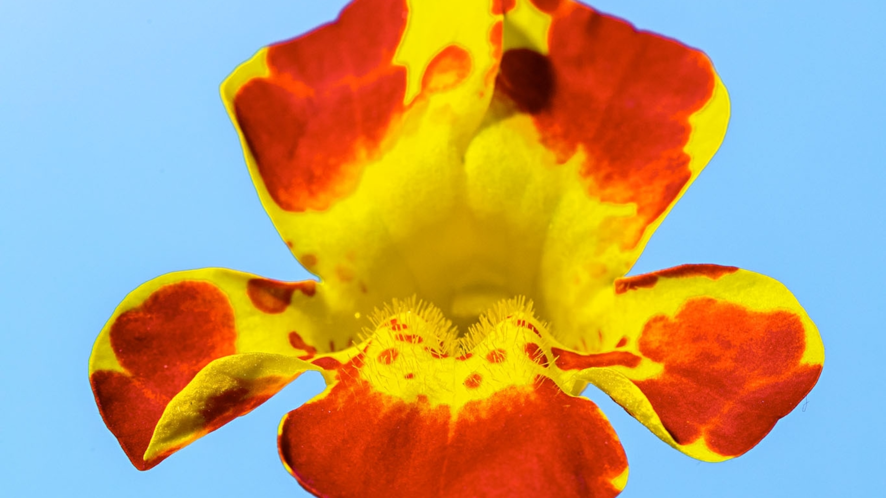 National Geographic Flowers In A New Light | Best Flower Site