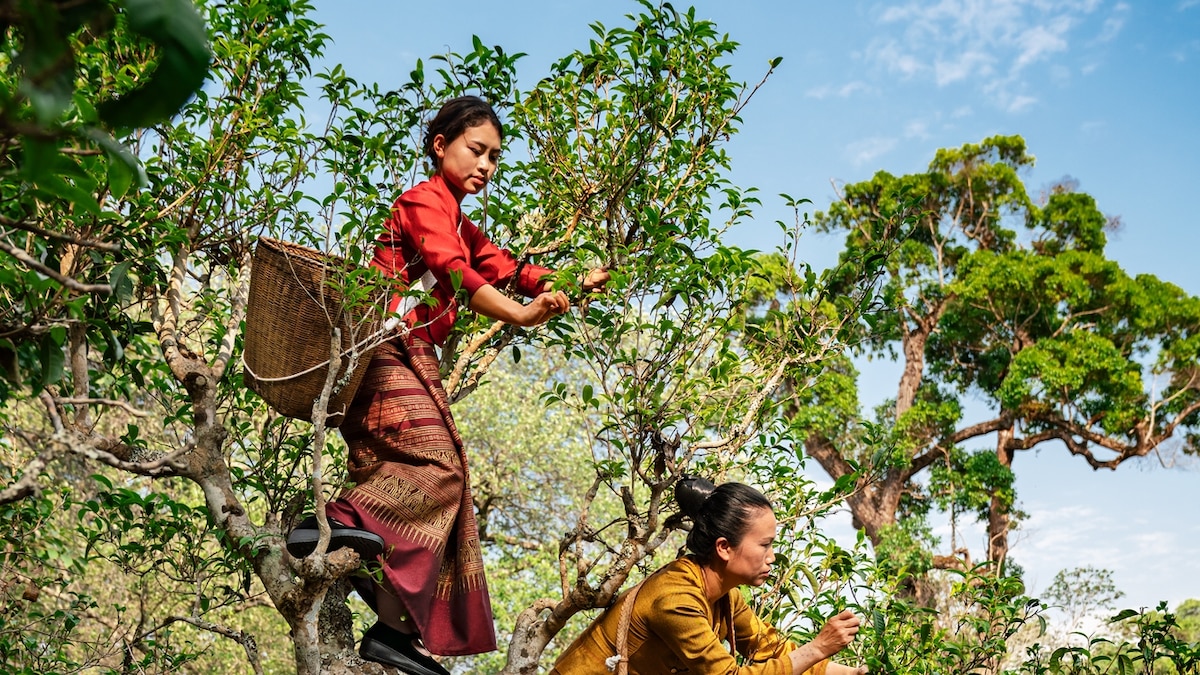 The world's oldest trees are producing some of the most luxurious tea ...