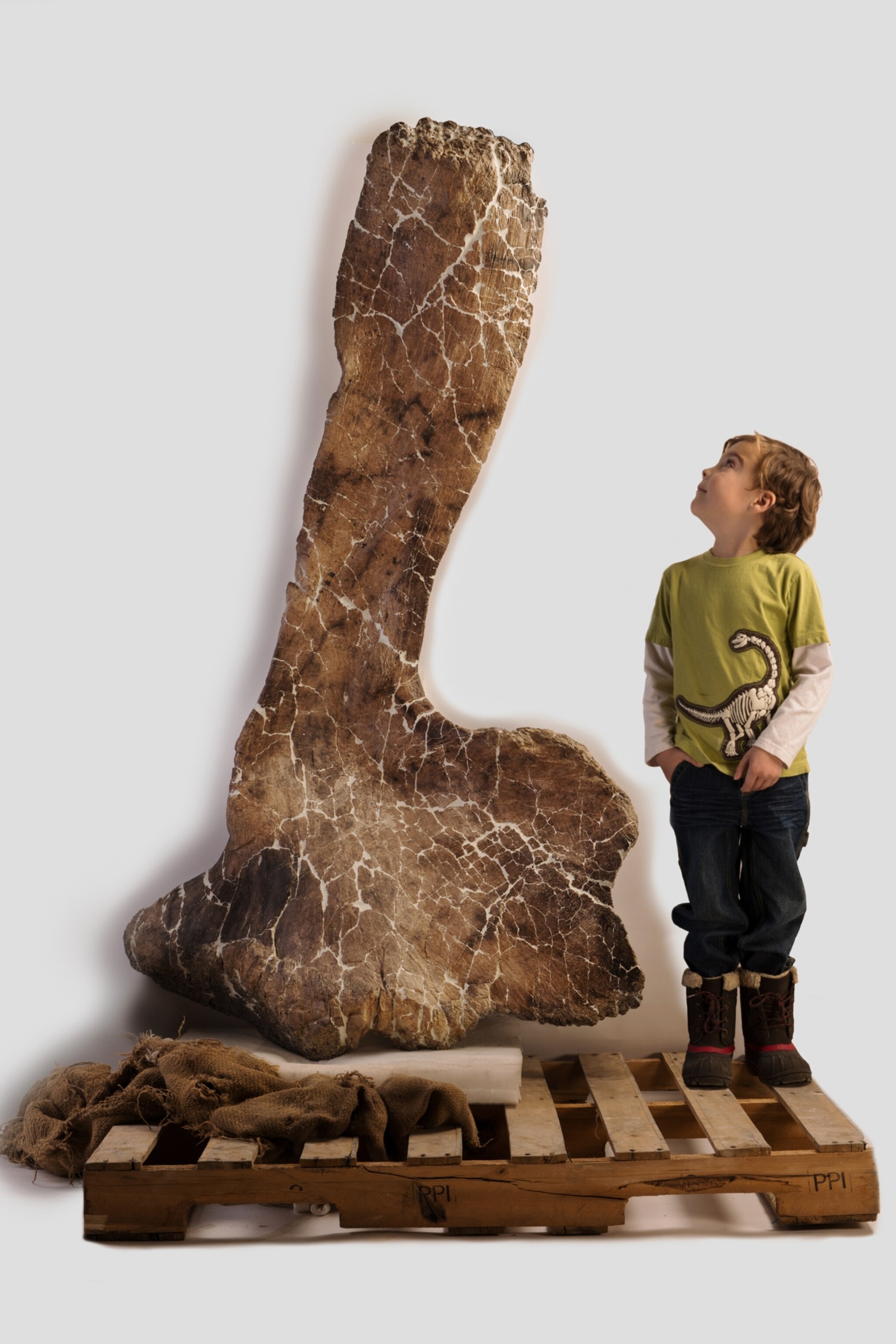 Pictures: Stunning Fossils on National Fossil Day