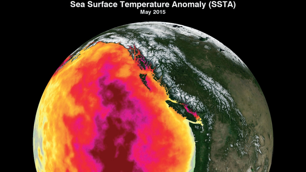 A Striking New View of the Pacific “Blob” | National Geographic