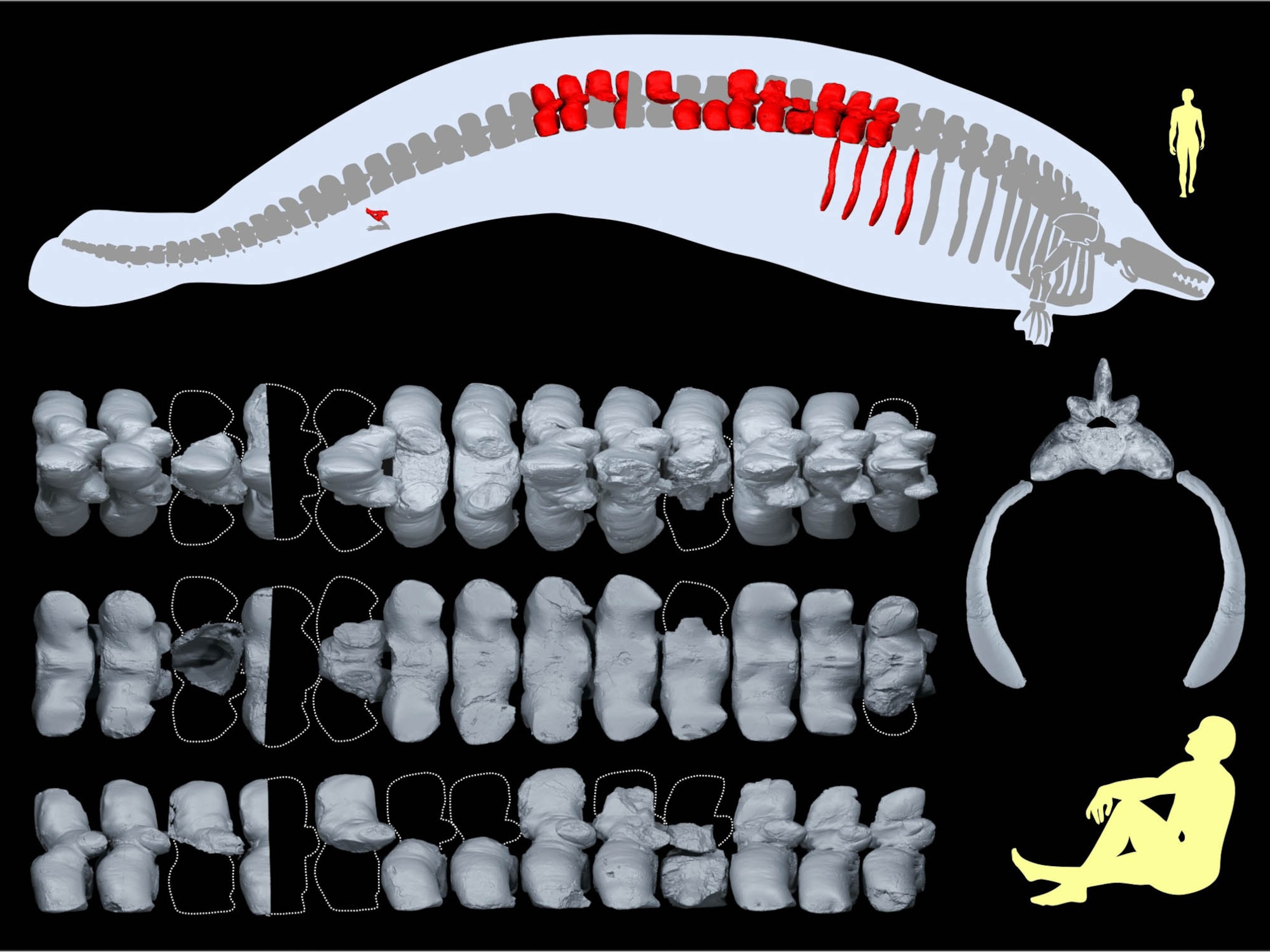 Ancient whale may be largest animal ever