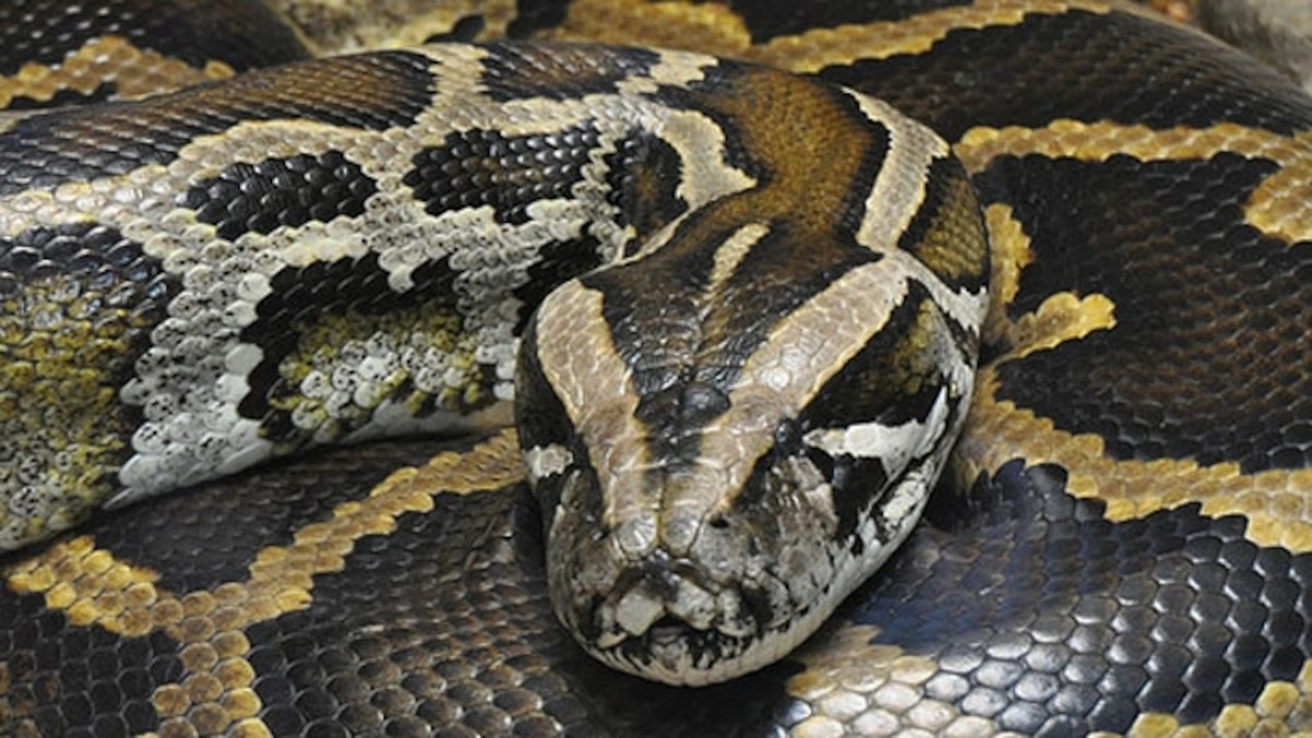 Since pythons invaded, Florida’s mammal populations have crashed