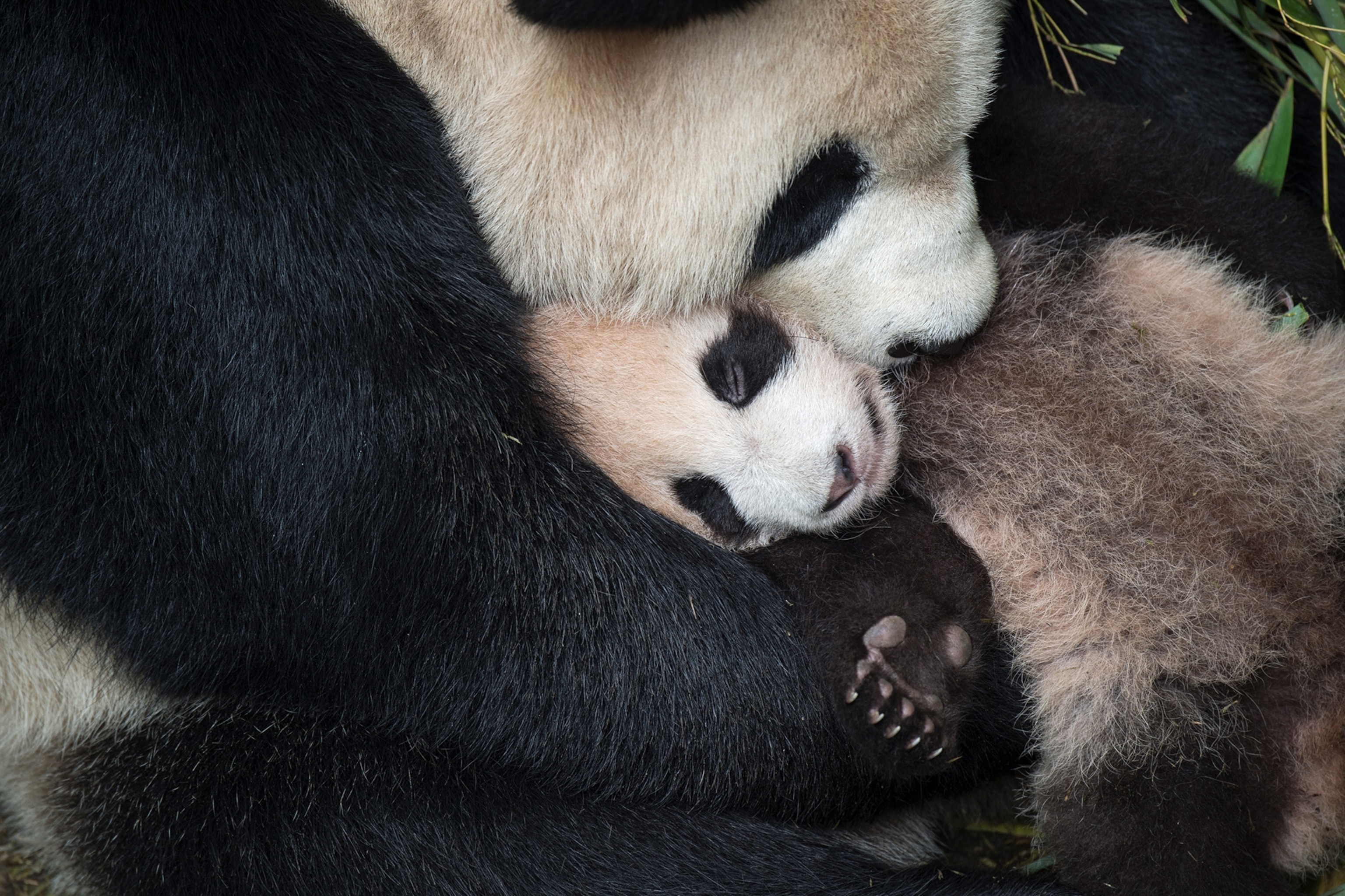 This frog’s babies erupt out of its back—and other surprising ways ...