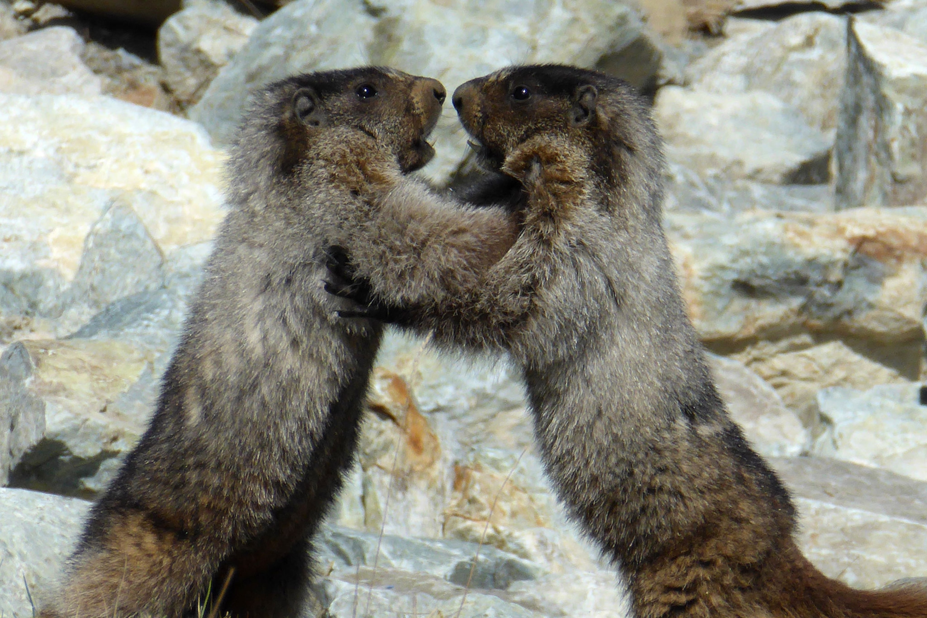 Vampire Bats Survive by Only Eating Blood—Now We Know How