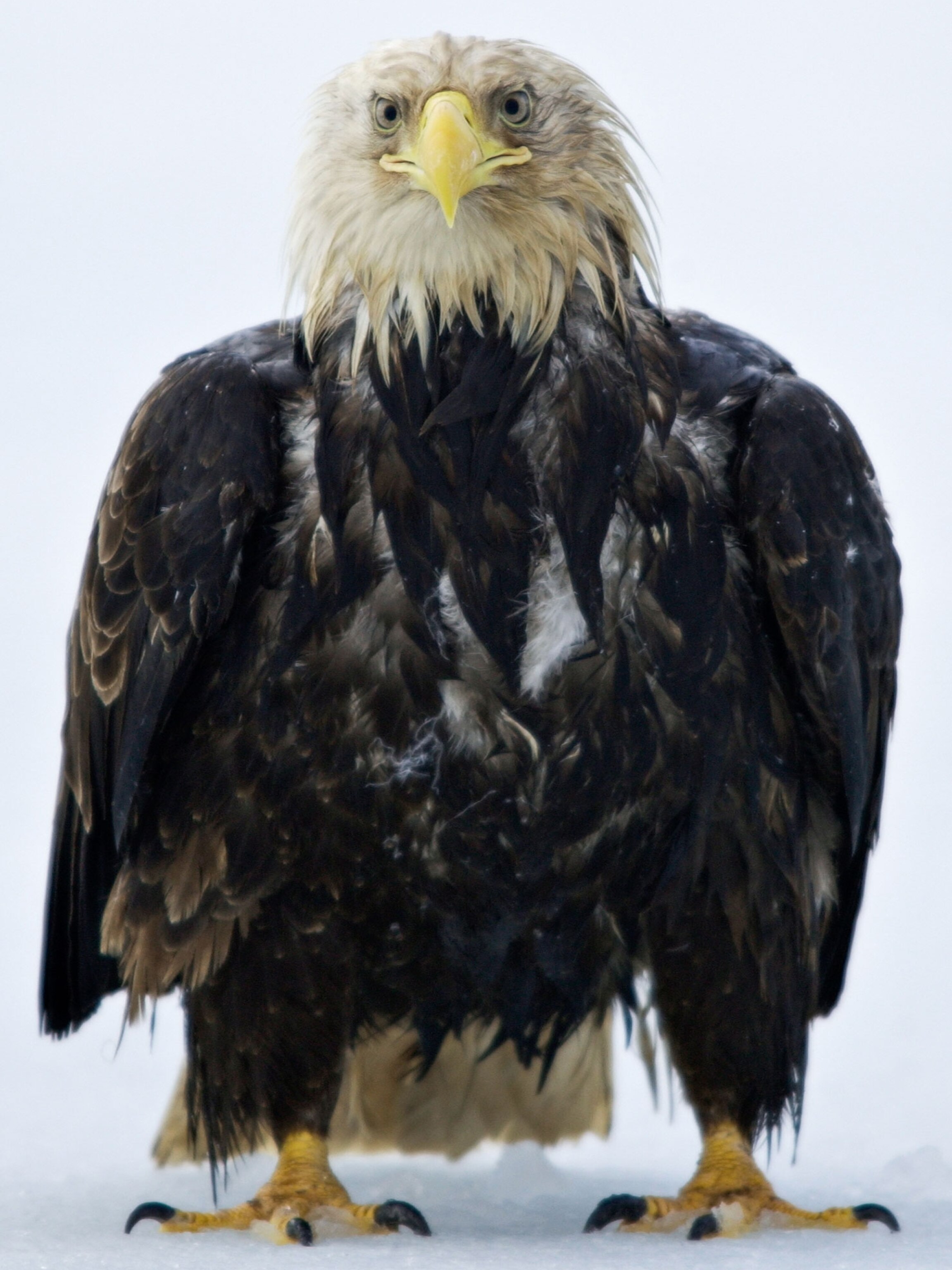 Everyday Eagles: The Flip Side of a National Symbol