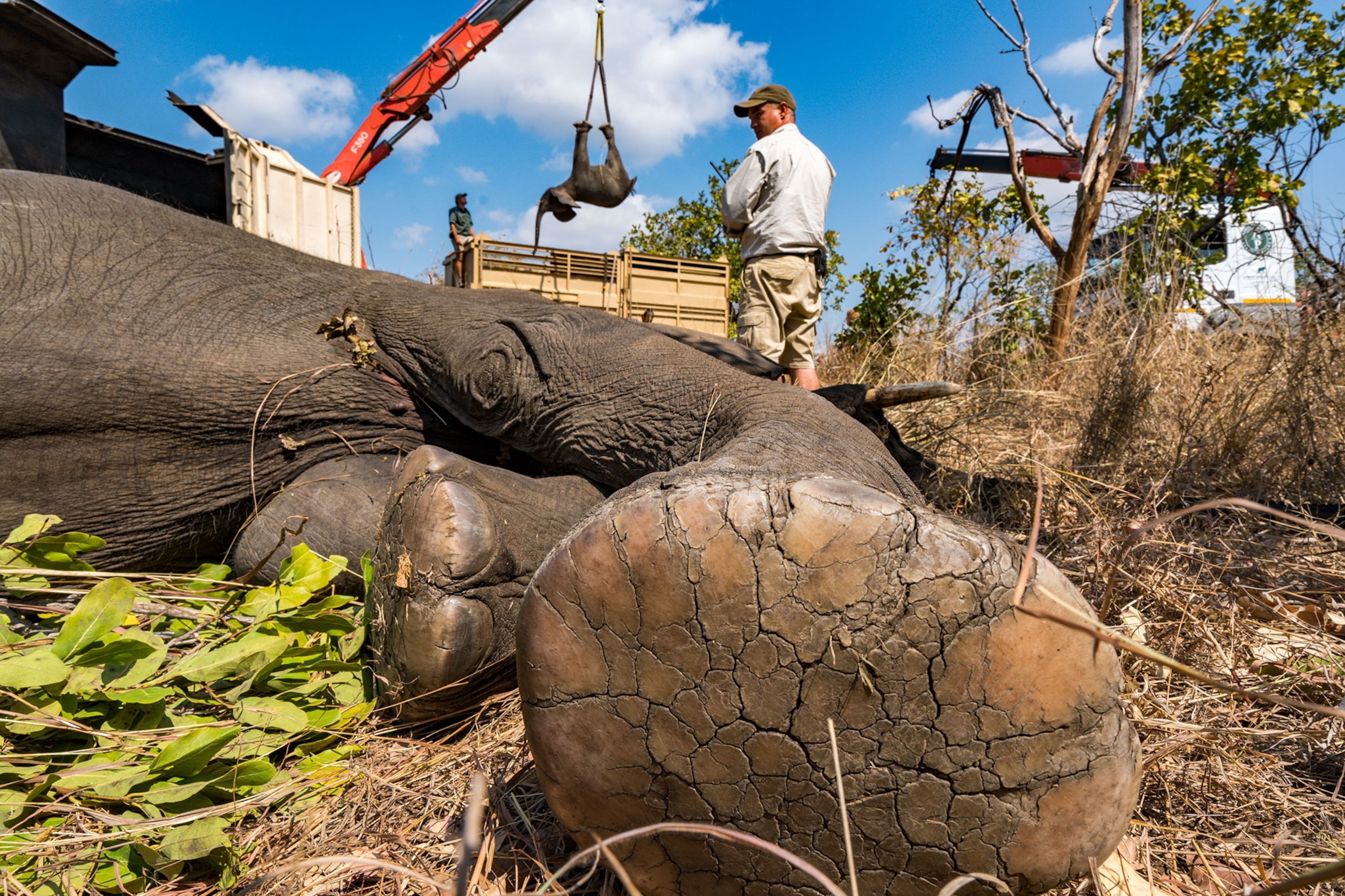 See What It Takes to Move 500 Elephants