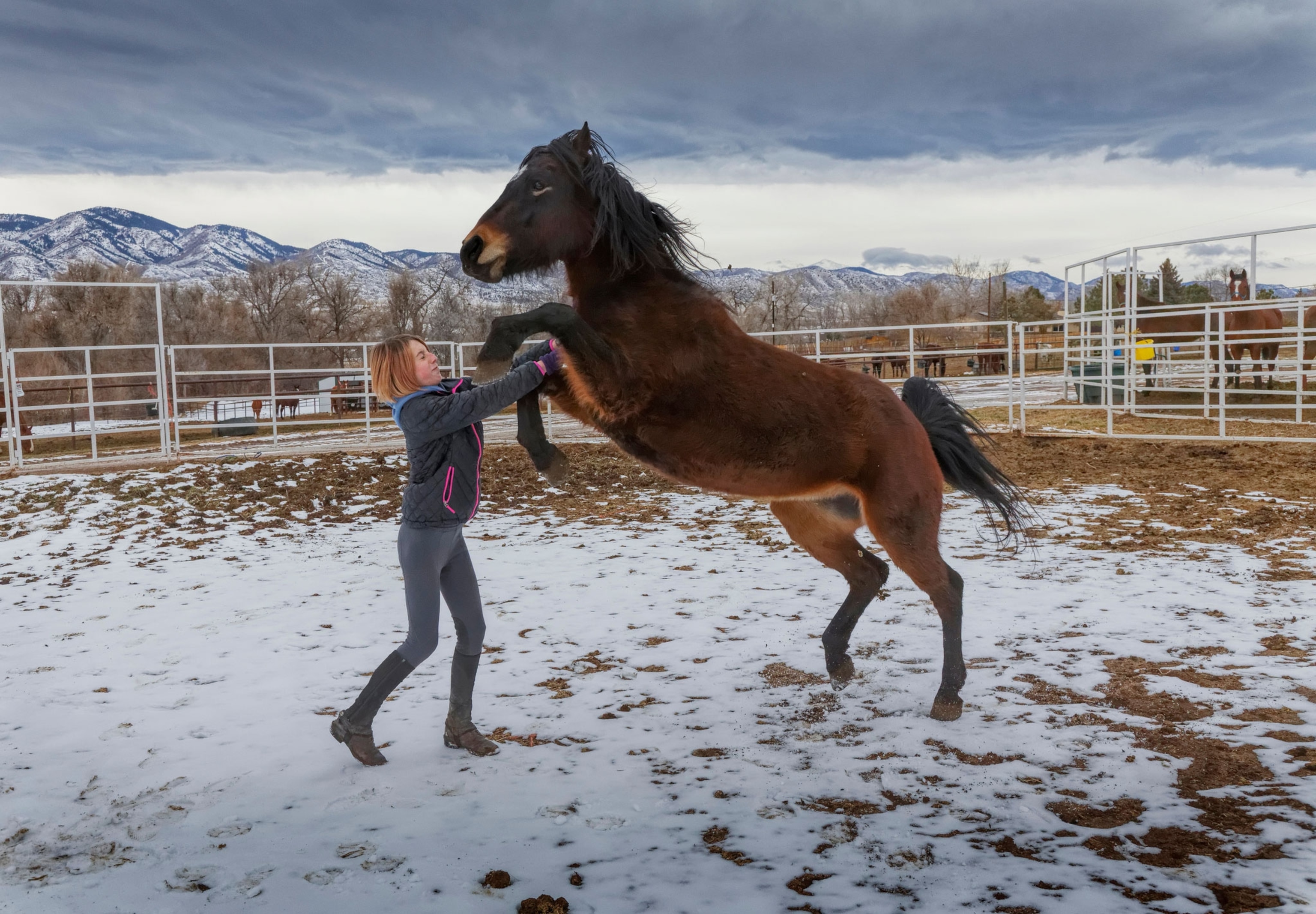 Pictures of Wild Horses in the American West | National Geographic