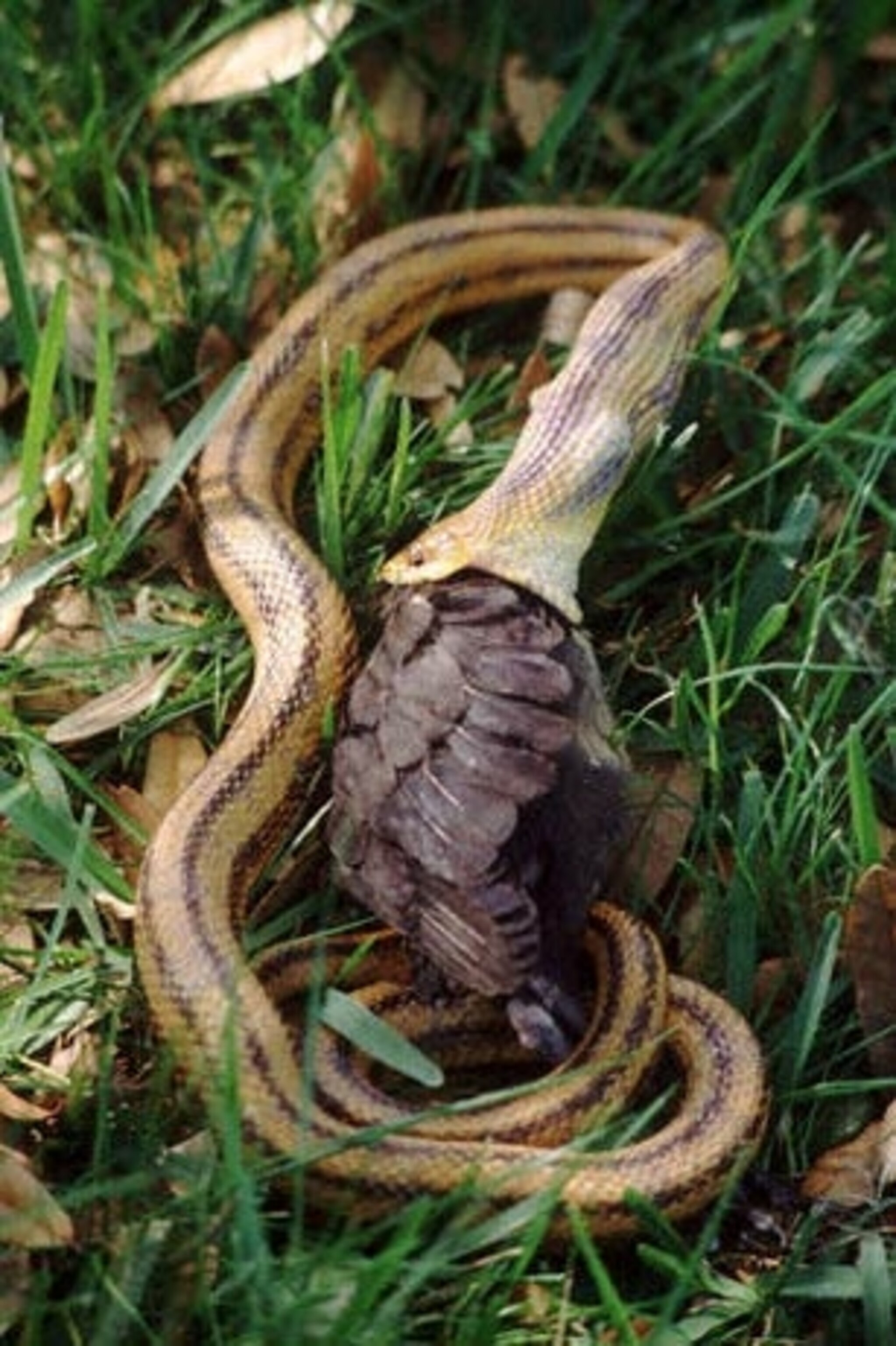 National Geographic News: Snake Wranglers | National Geographic