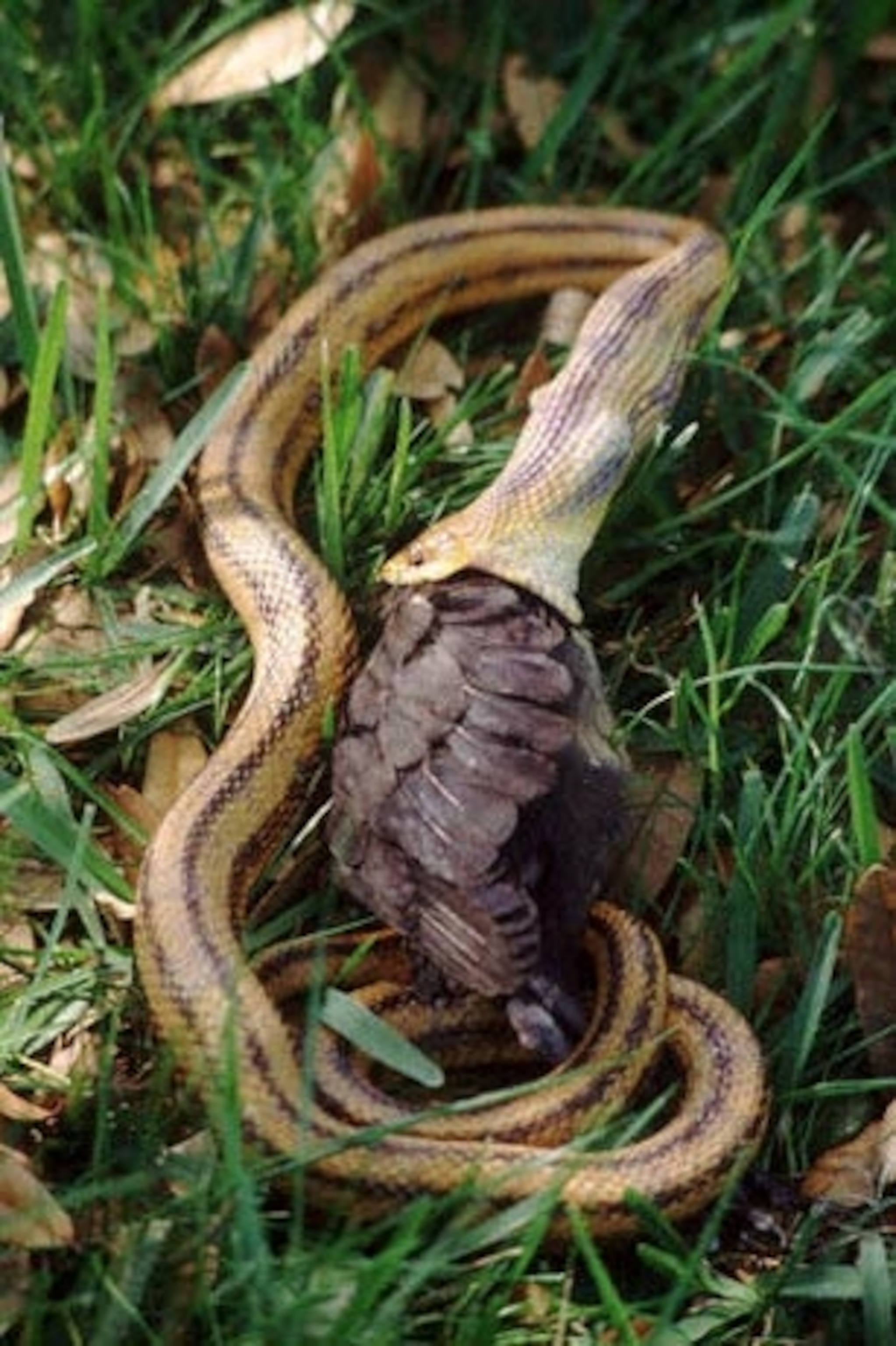 National Geographic News: Snake Wranglers