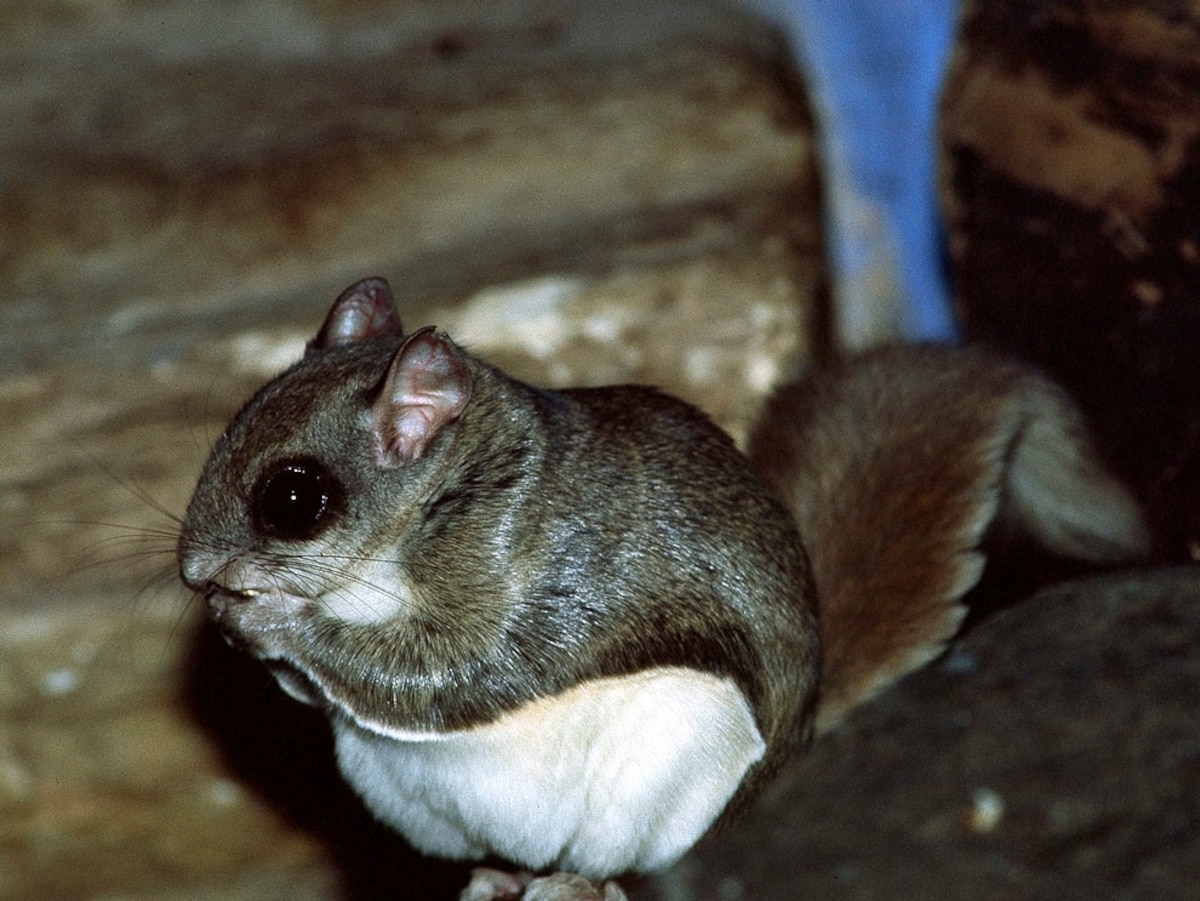 Squirrel Pictures - National Geographic