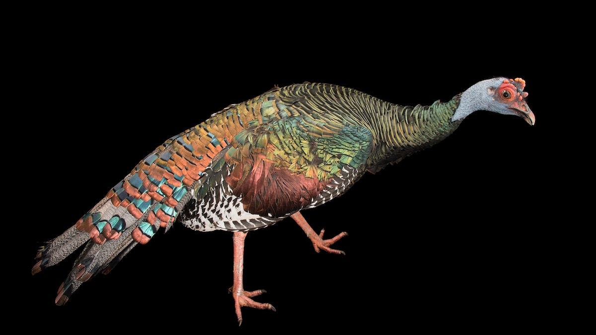 This Thanksgiving, Meet the Turkey's Glamorous Mexican Cousin ...