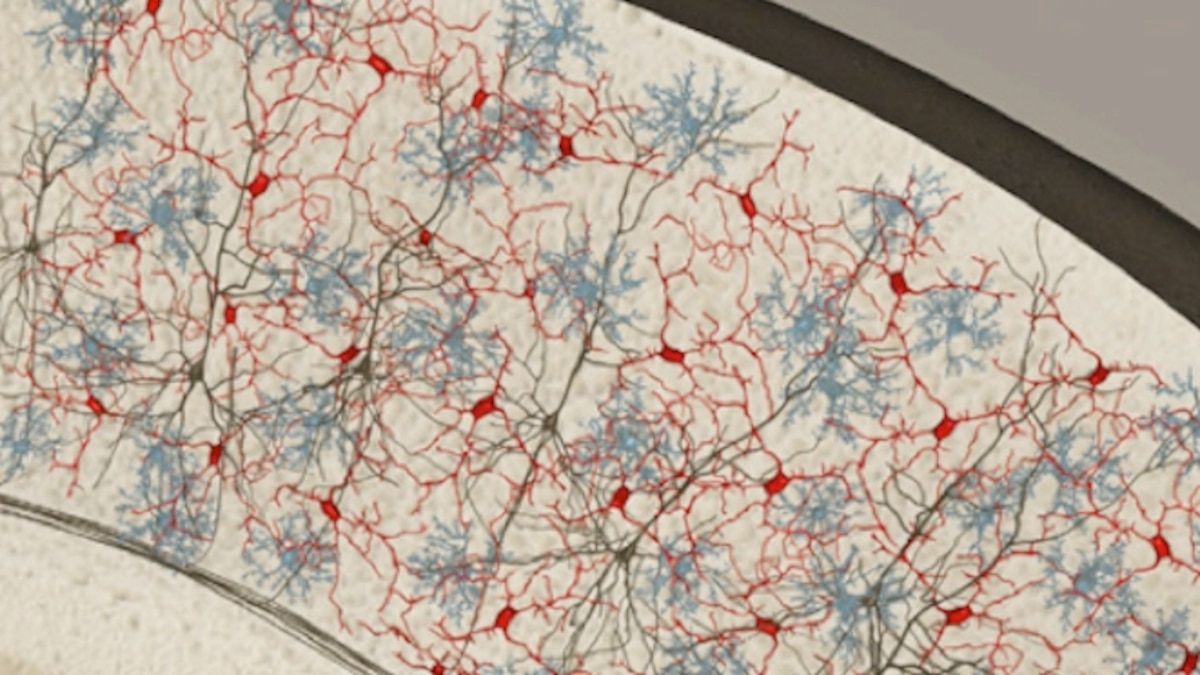 Best Cells Ever | National Geographic