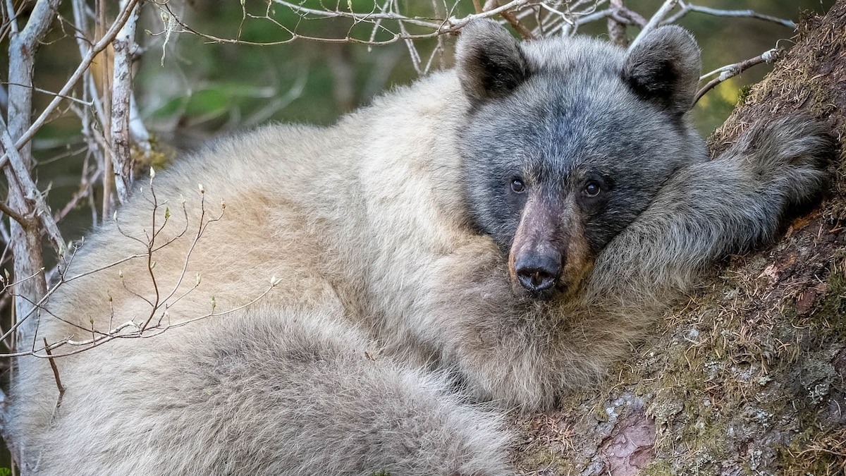 Rare 'glacier bears' with bluish fur may face grim future