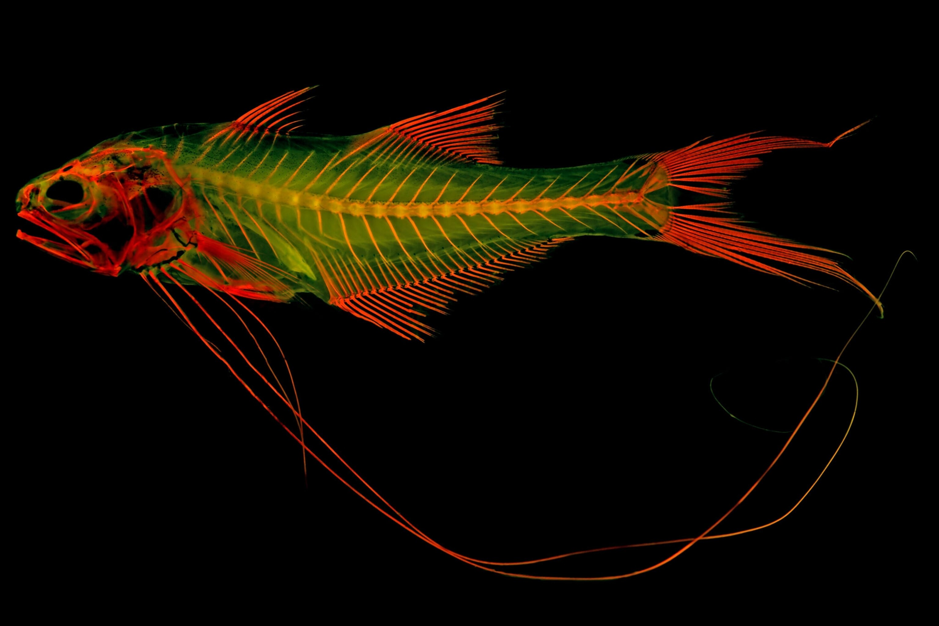 Skeleton photos are getting a boost with the help of gelatin