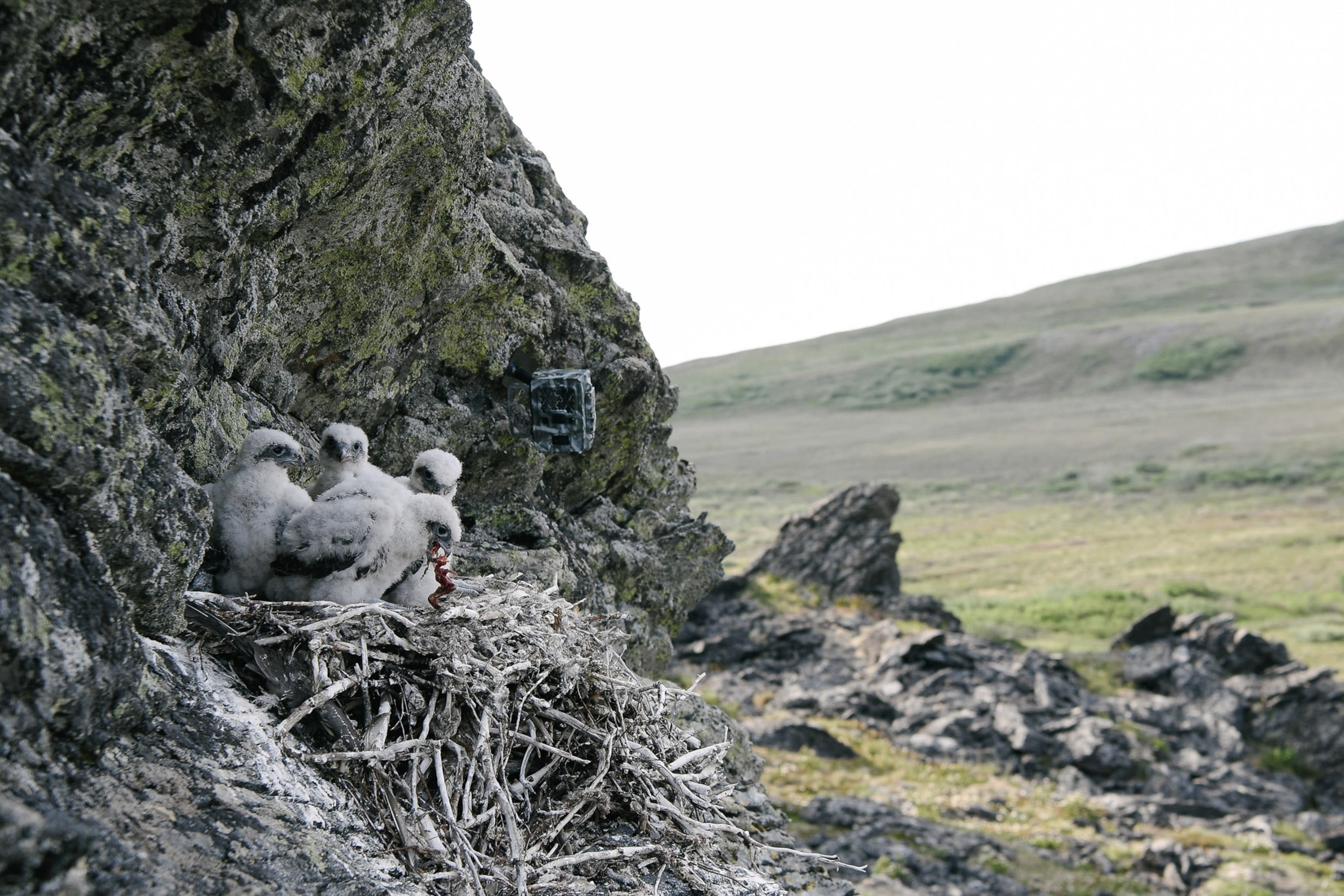 The world’s largest falcon faces a threat it can’t flee: climate change