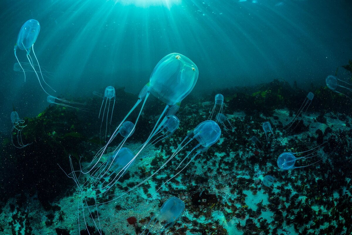 How Jellyfish Rule the Seas Without a Brain
